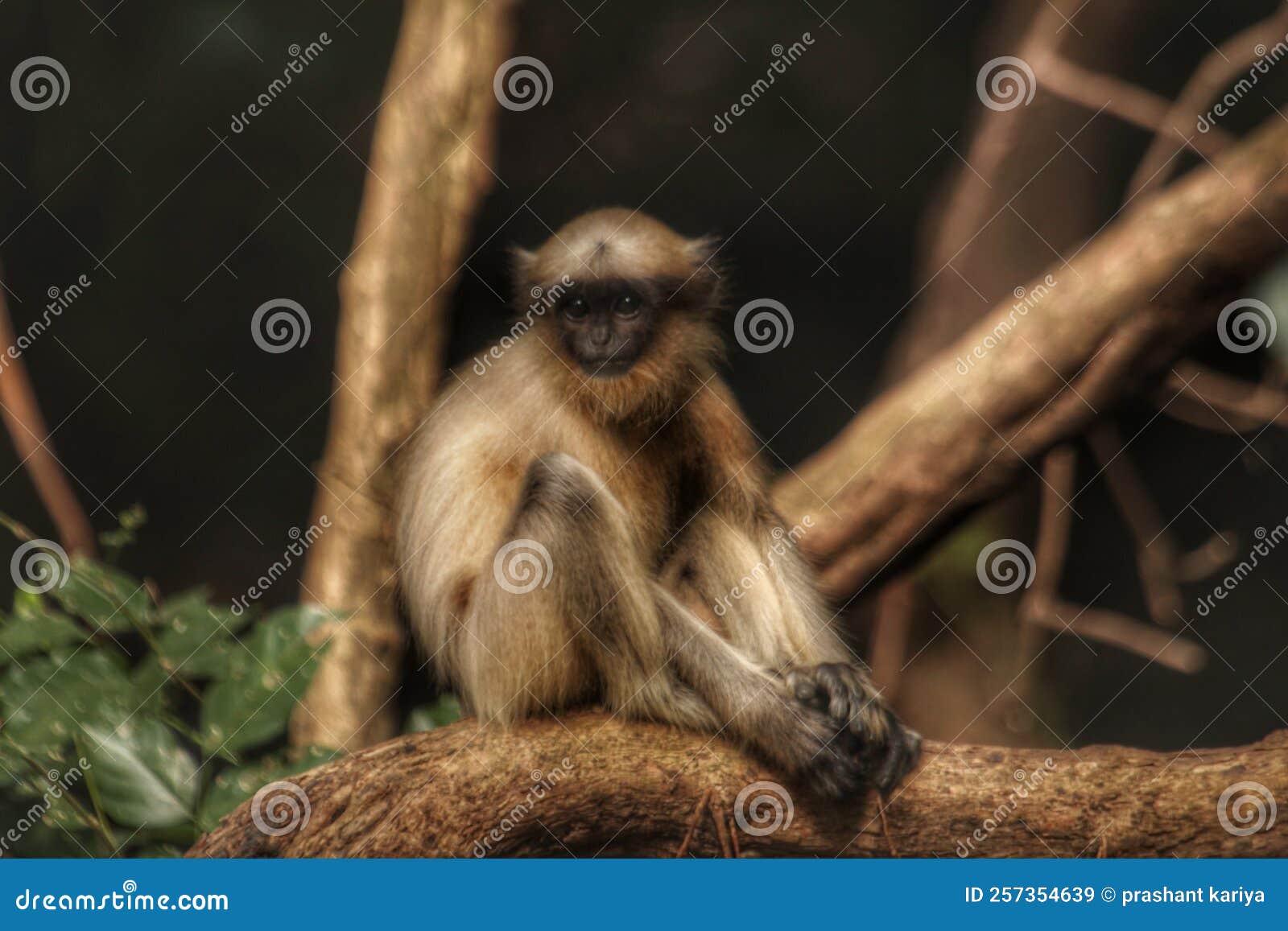 Gros Plan Du Singe Blanc Et Noir Image stock - Image du primat, jungle ...