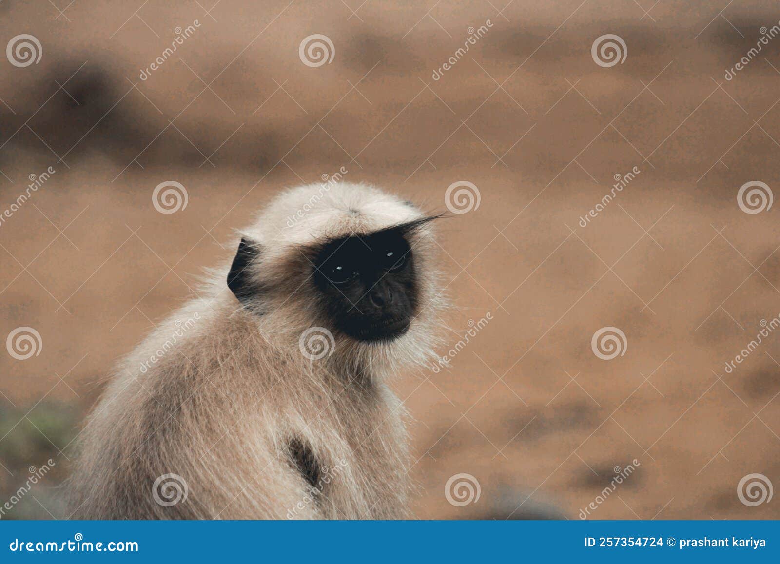 Gros Plan Du Singe Blanc Et Noir Photo stock - Image du chimpanzé, tête ...