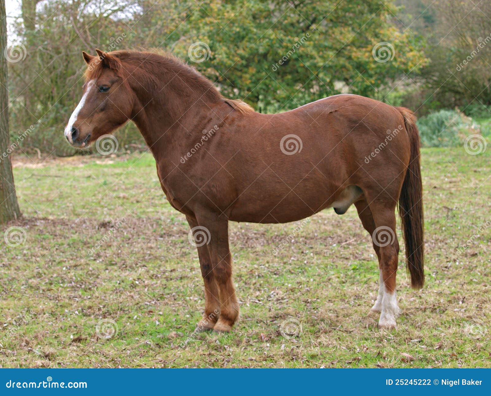 Gros poney photo stock. Image du pré, pâturage, domestique - 25245222