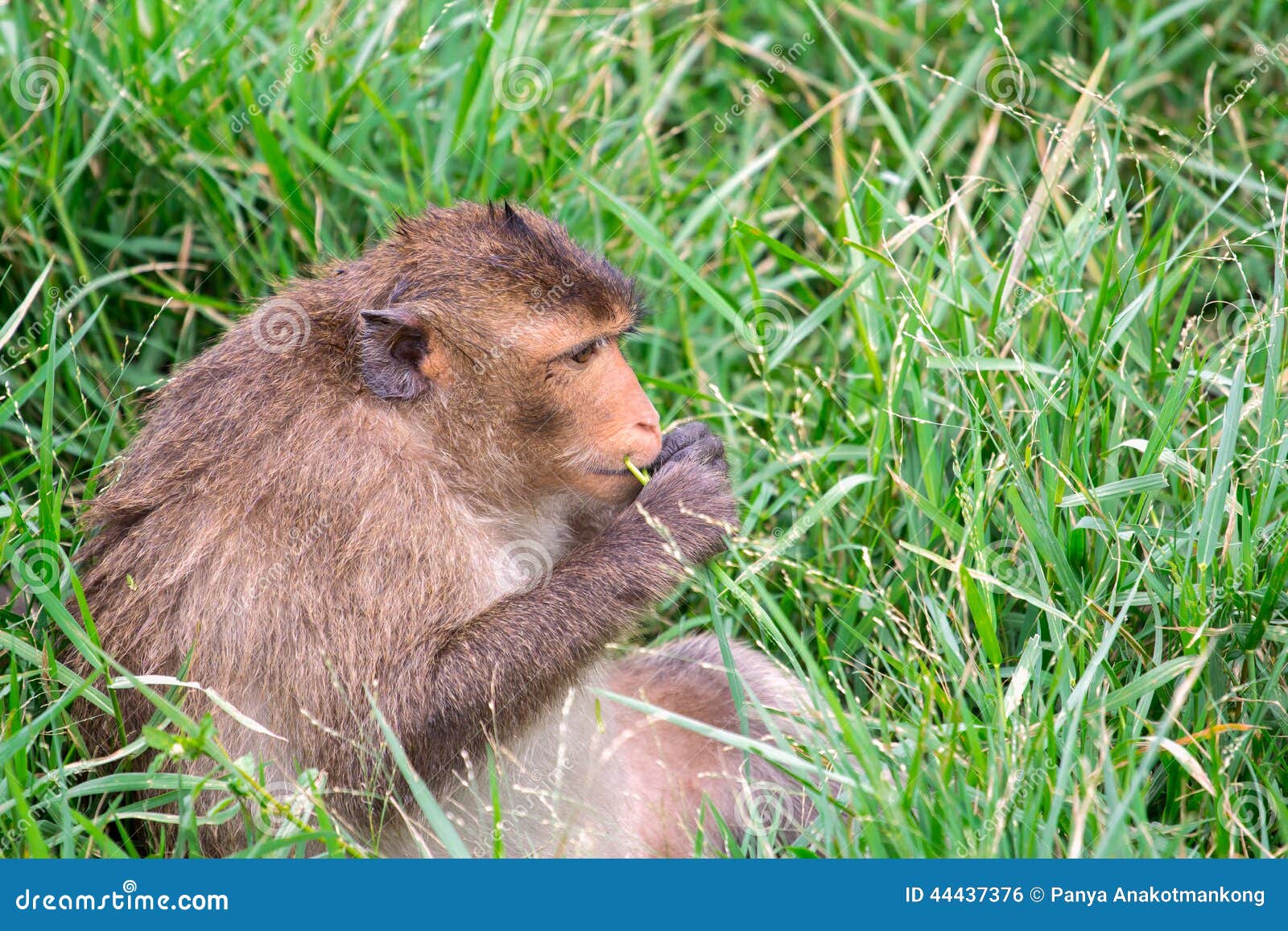 Gros Singe Mangeant L'herbe Photo stock - Image du brun, nature: 44437376