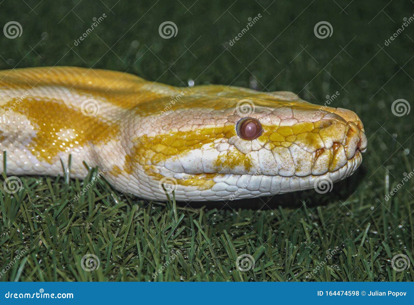 Gros Tigre Albinos Python Serpent Python Molurus Bivittatus Viper Jaune Photo stock - Image du ...