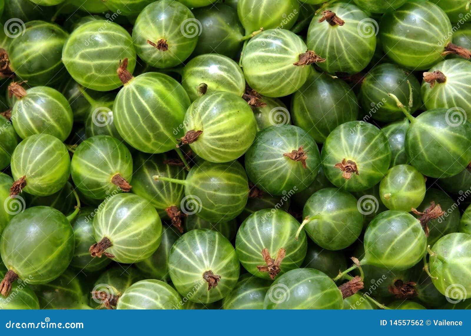 Groseille à maquereau photo stock. Image du moisson, été - 14557562