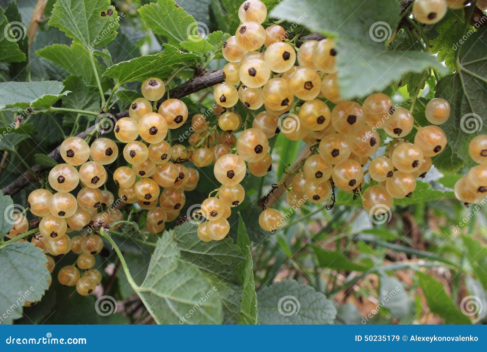 Groseille Blanche De Maturation Image stock - Image du corinthe ...