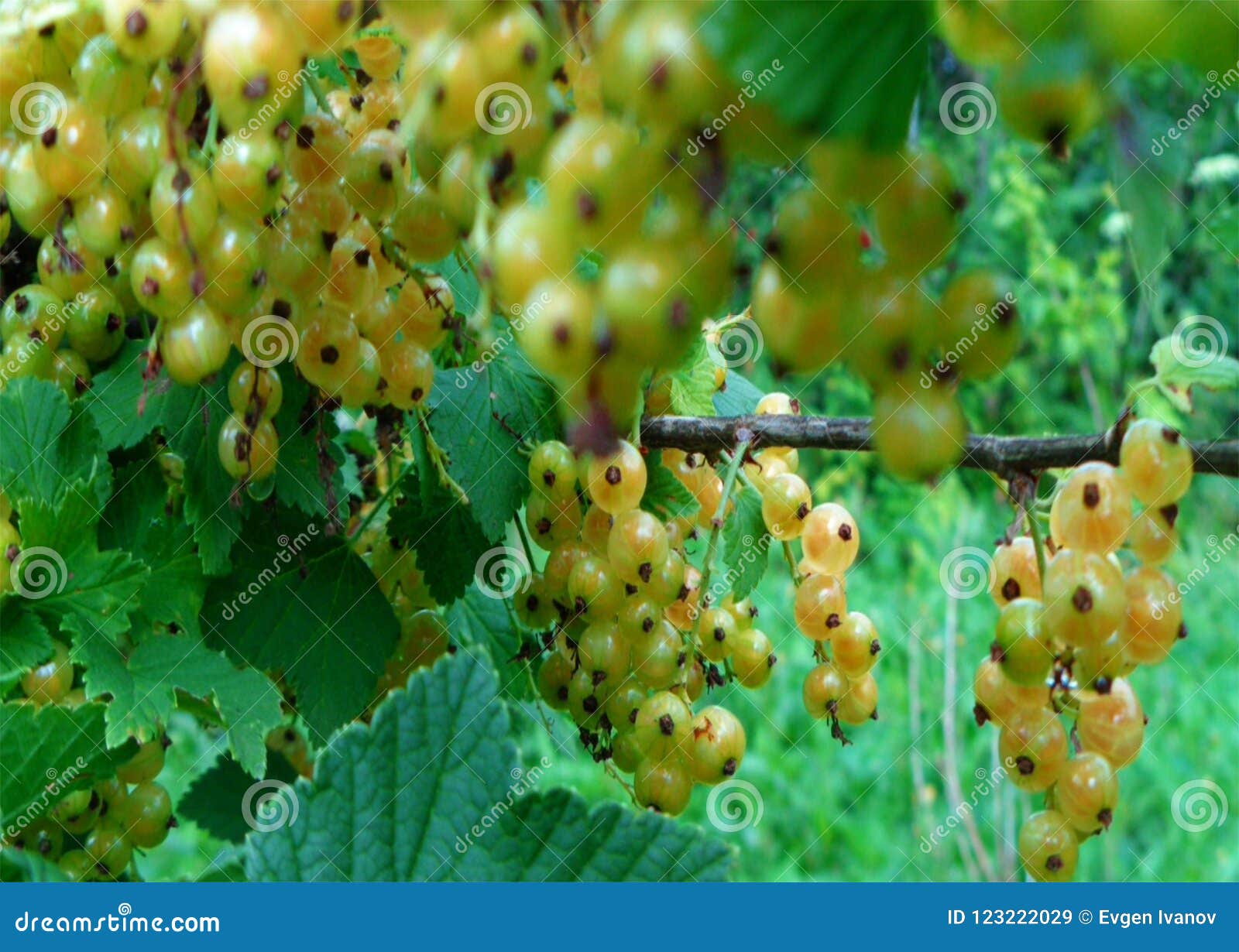 Groseille Blanche Sur Une Branche Image stock - Image du volonté, vert ...