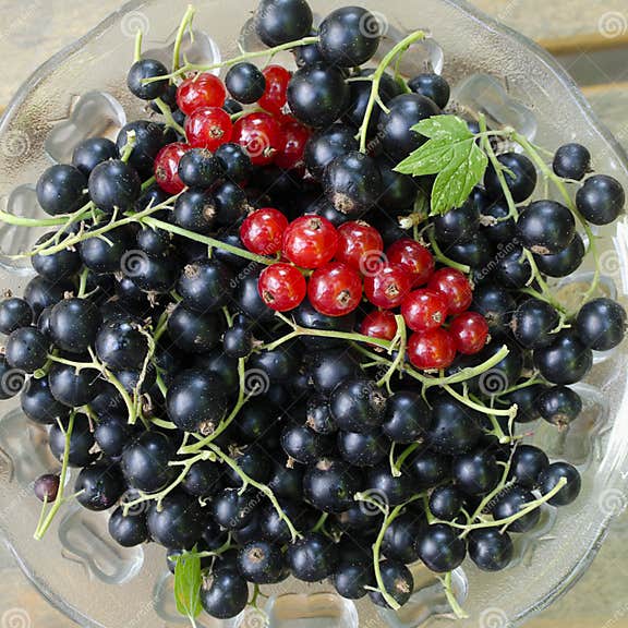 Groseille noire et rouge photo stock. Image du cassis - 39077204
