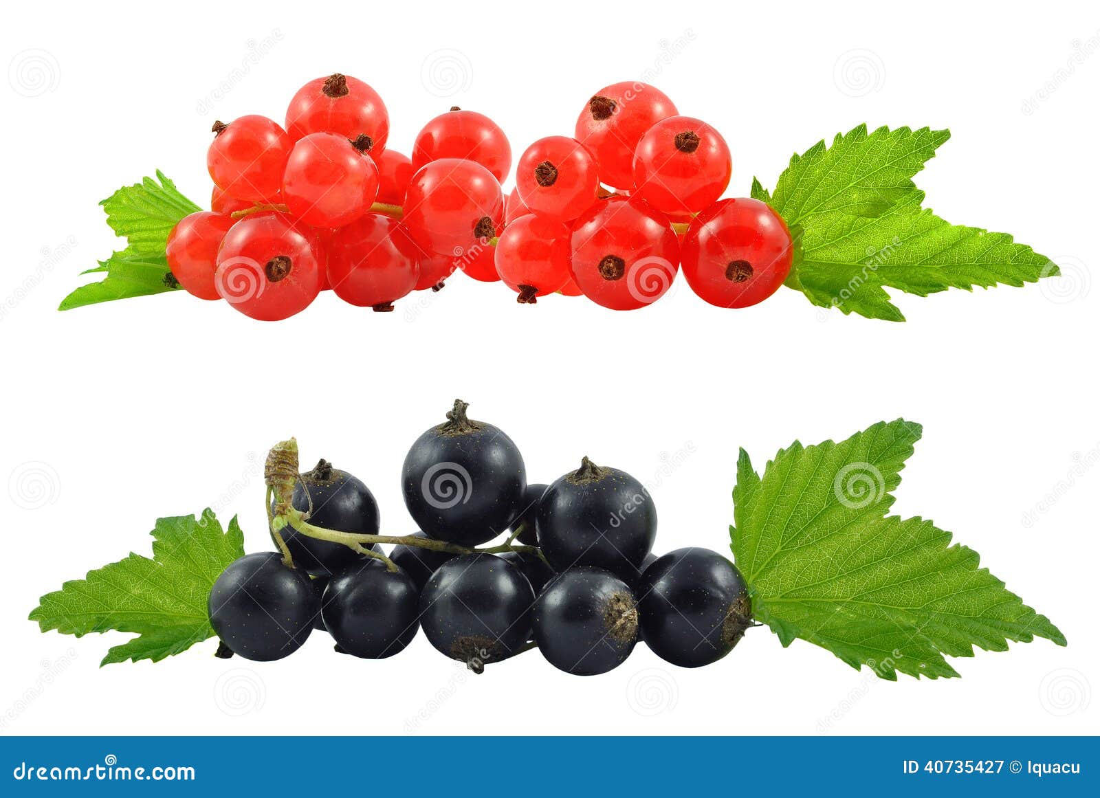 Groseille noire et rouge image stock. Image du isolement - 40735427
