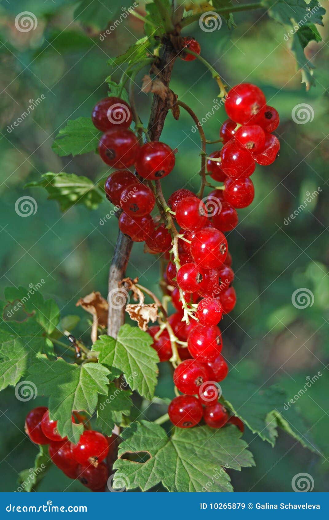 Groseille rouge image stock. Image of joie, moisson, mûri - 10265879