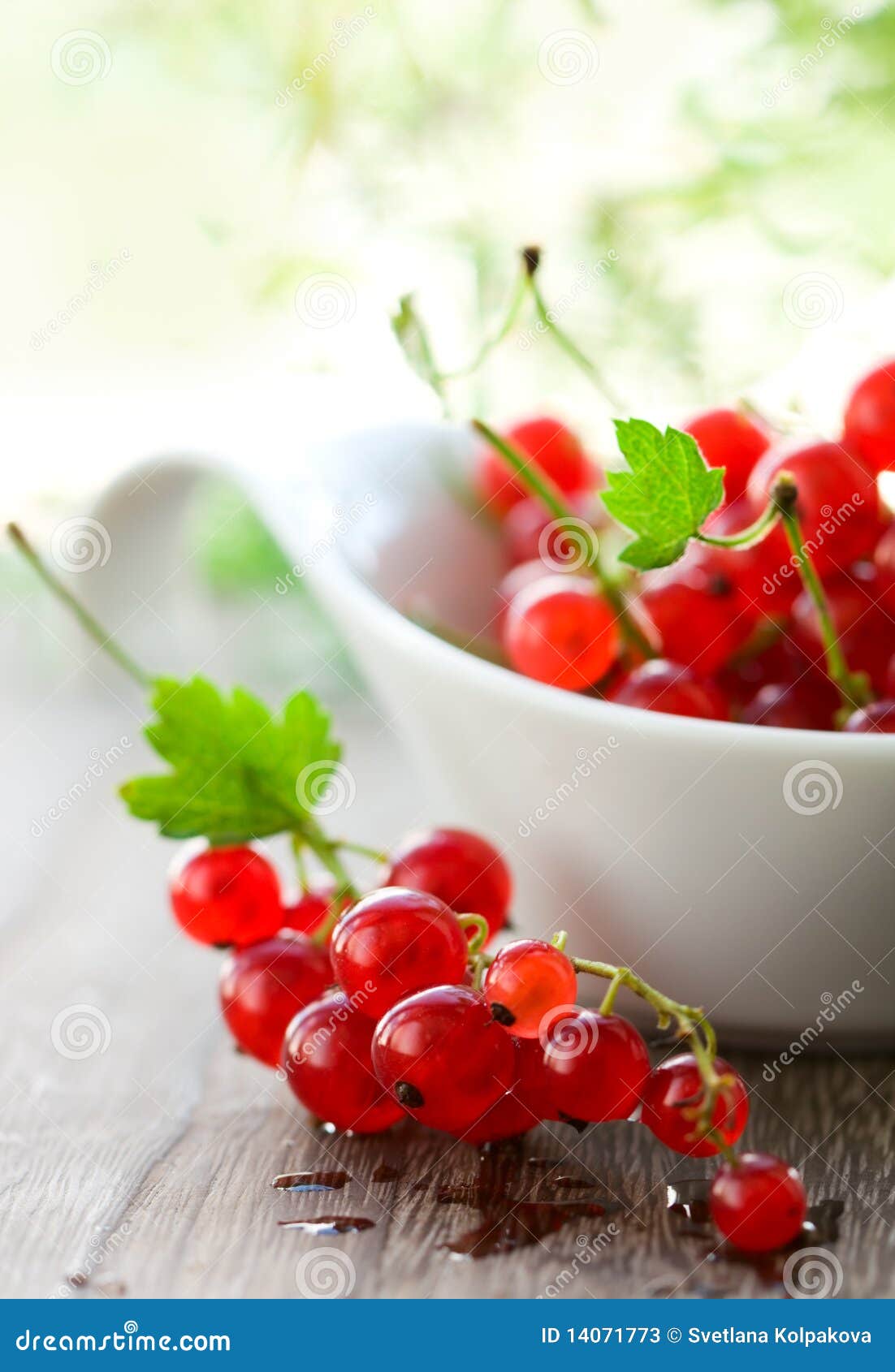 Groseille rouge image stock. Image du humide, frais, couleur - 14071773