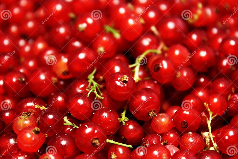 Groseille rouge image stock. Image du feuille, dessert - 14962097