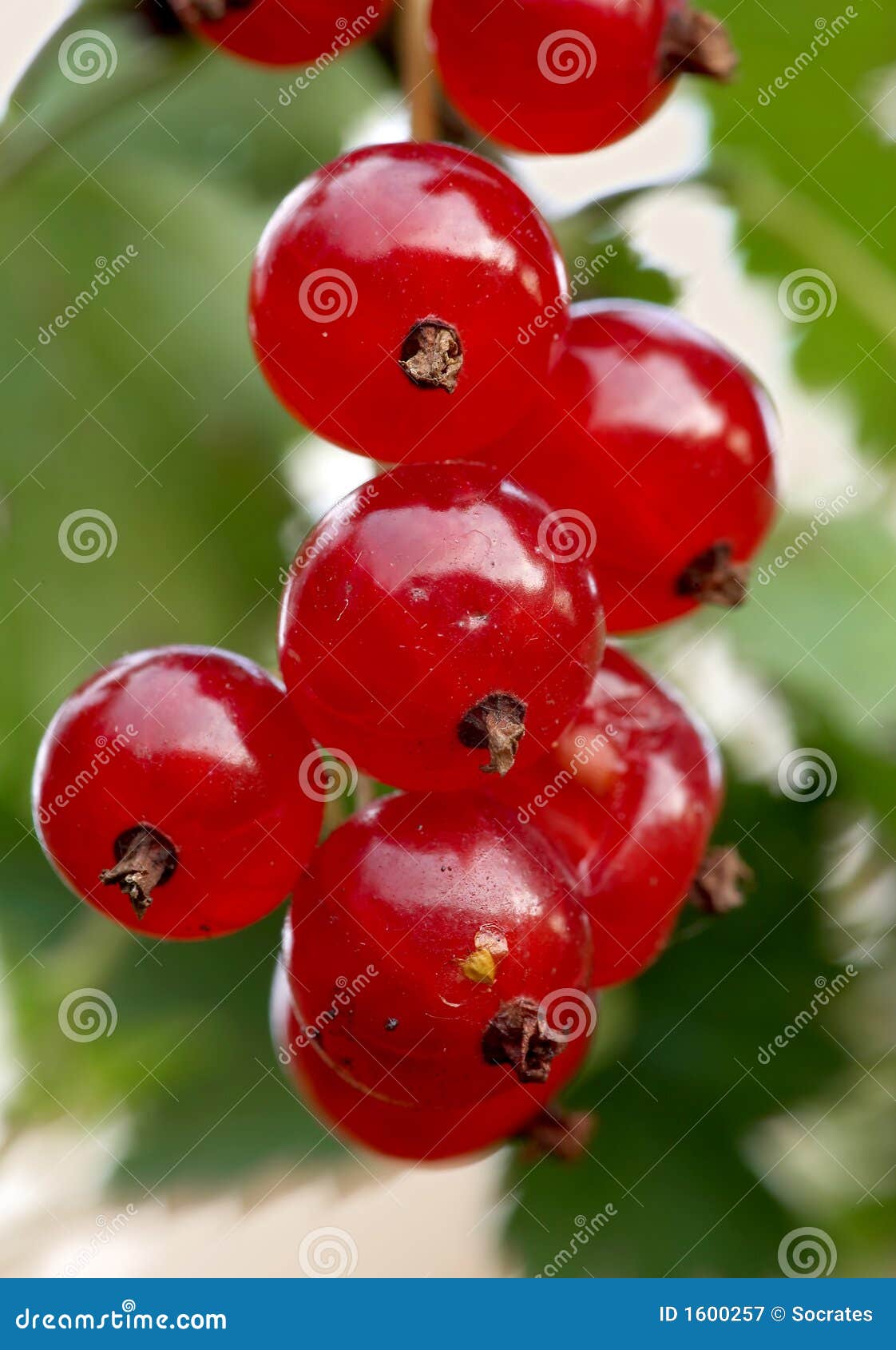Groseille rouge image stock. Image du choc, fruité, isolement - 1600257