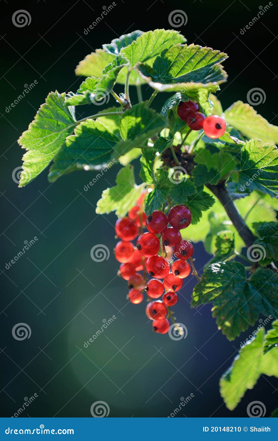Groseille rouge photo stock. Image du lumineux, baie - 20148210