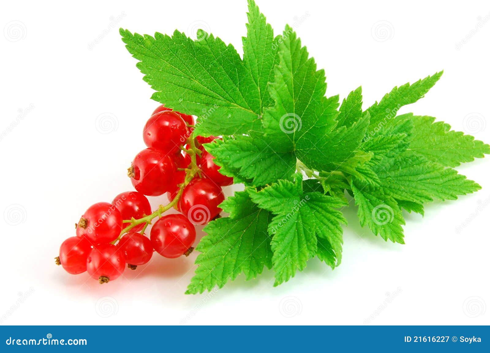 Groseille rouge image stock. Image du délicatesse, gourmet - 21616227