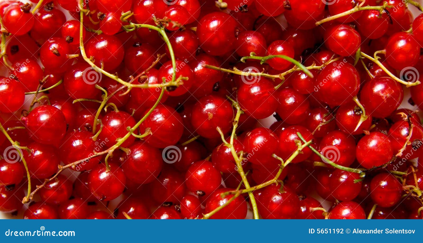 Groseille rouge photo stock. Image du manger, moisson - 5651192