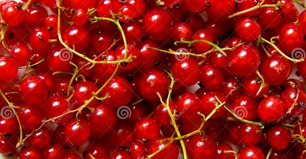 Groseille rouge photo stock. Image du manger, moisson - 5651192