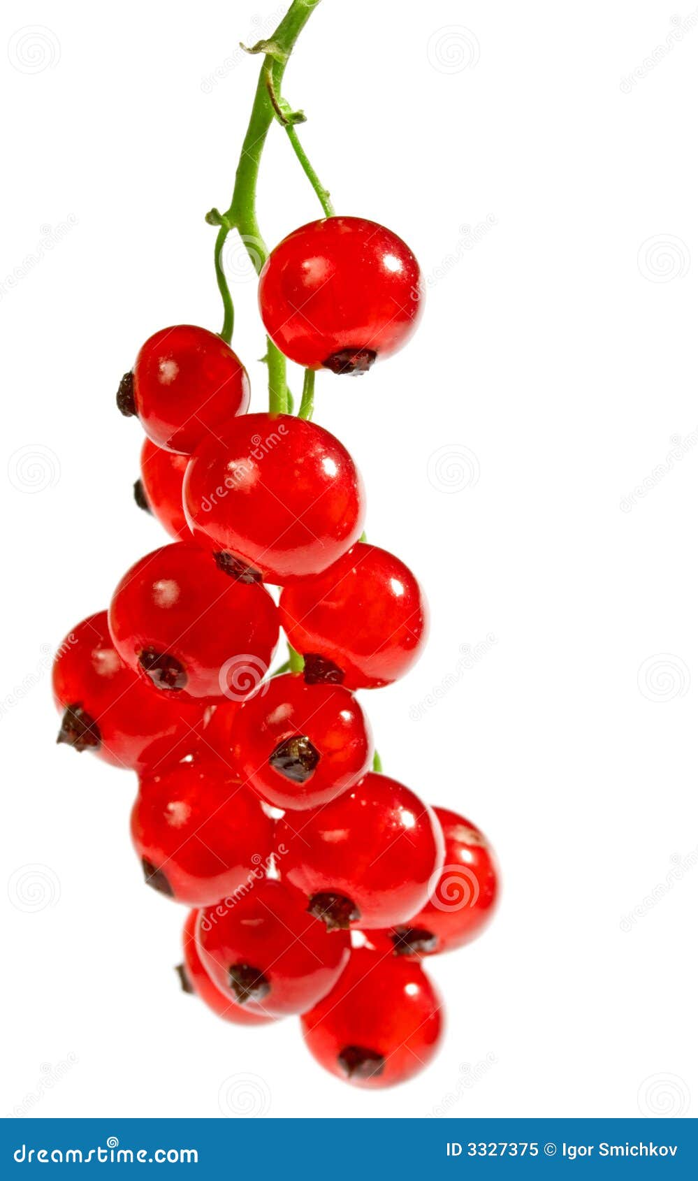 Groseille Rouge D'isolement Image stock - Image du fruité, nature: 3327375