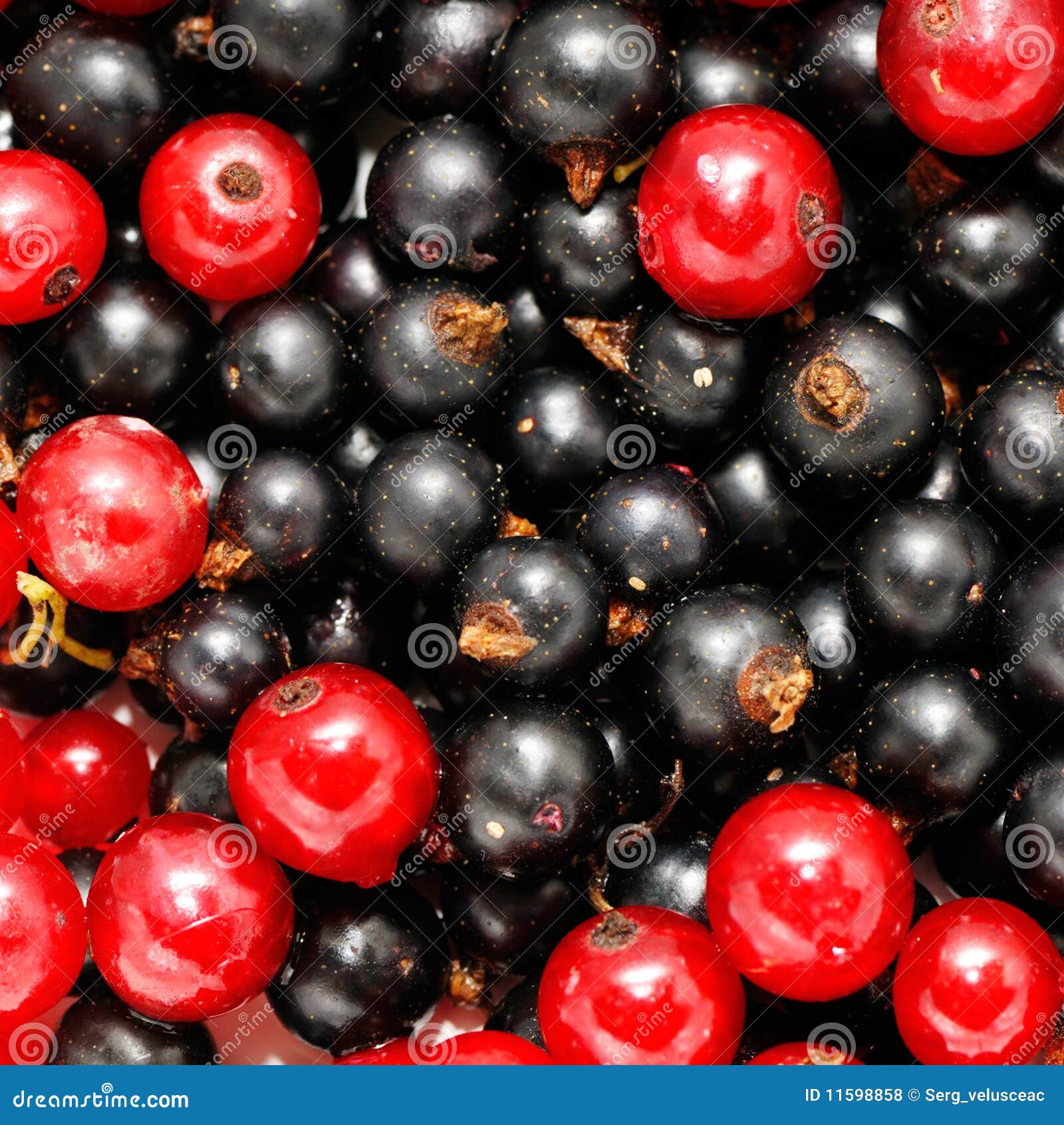 Groseille rouge et cassis photo stock. Image of automne - 11598858