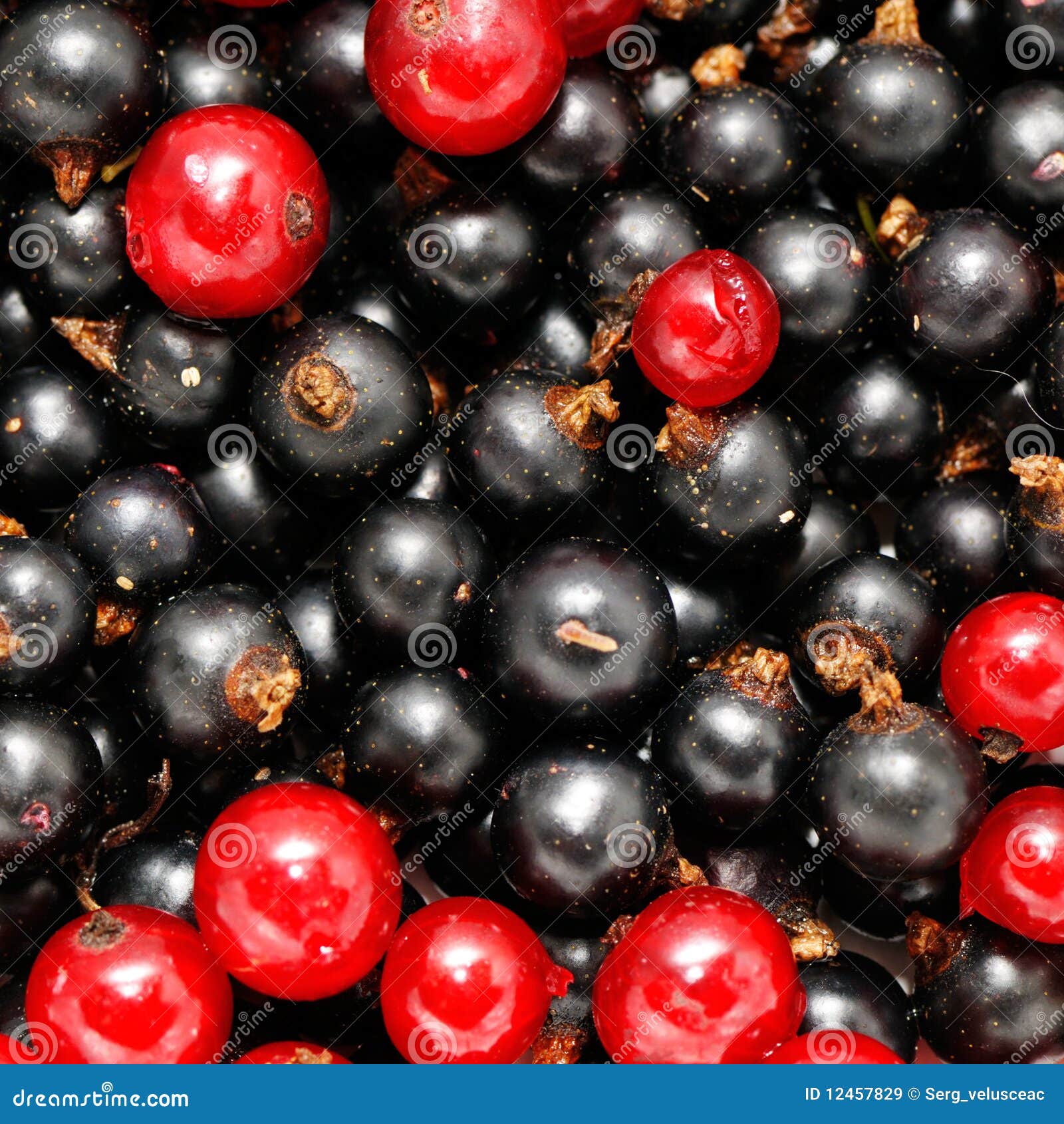 Groseille rouge et cassis image stock. Image du baie - 12457829