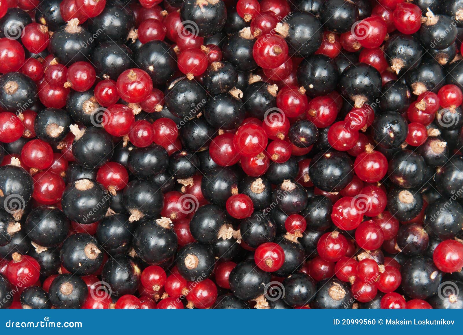 Groseille rouge et cassis photo stock. Image du groupe - 20999560