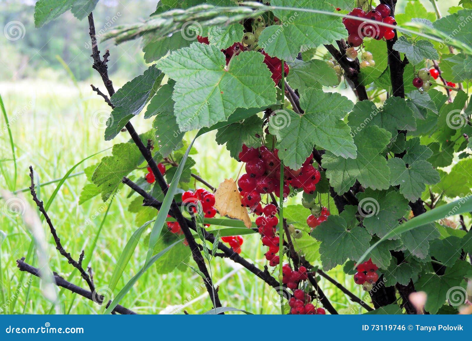 Groseille Rouge, Groseille Rouge Photo stock - Image du délicatesse ...