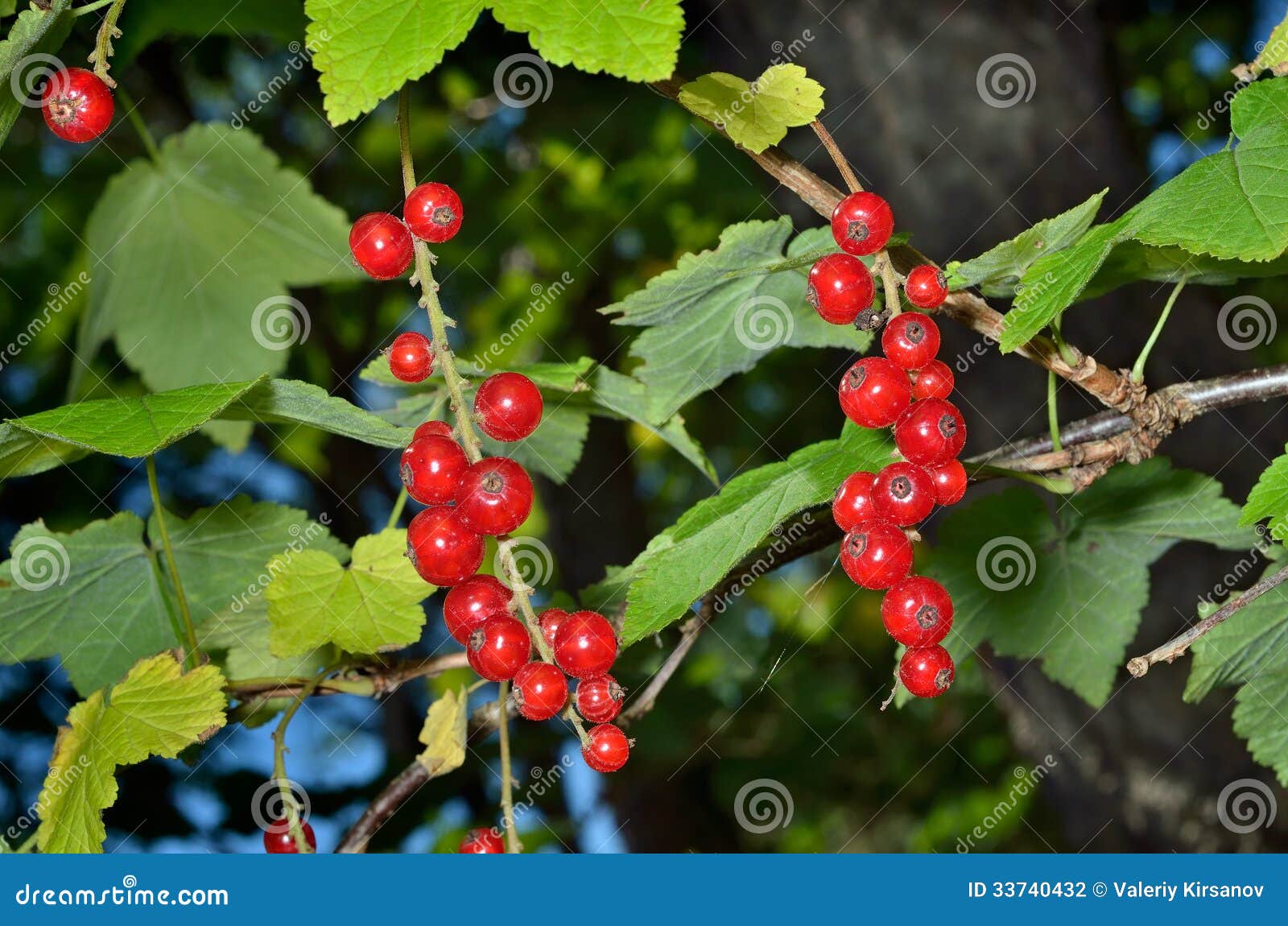 Groseille rouge sauvage 3 photo stock. Image du branchement - 33740432