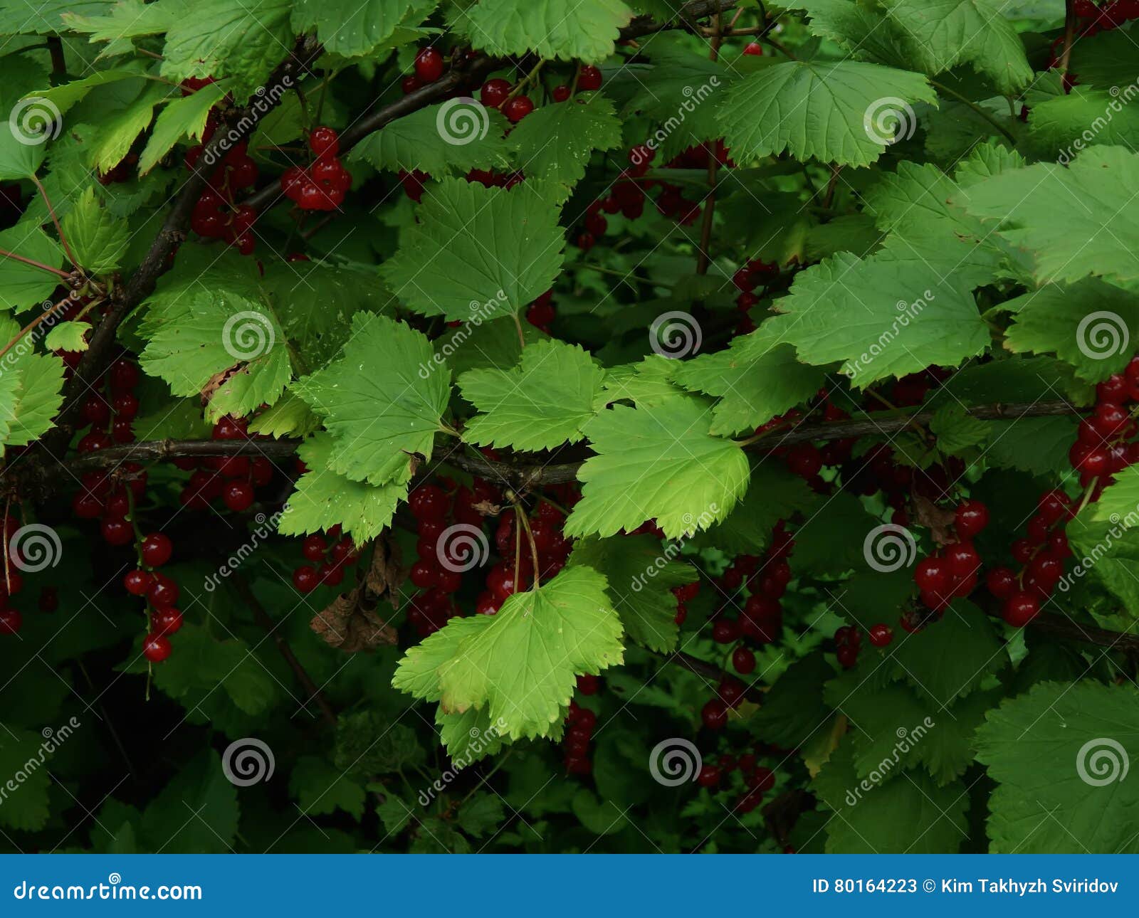 Groseille Rouge Sur Un Branchement Image stock - Image du mûr, frais ...