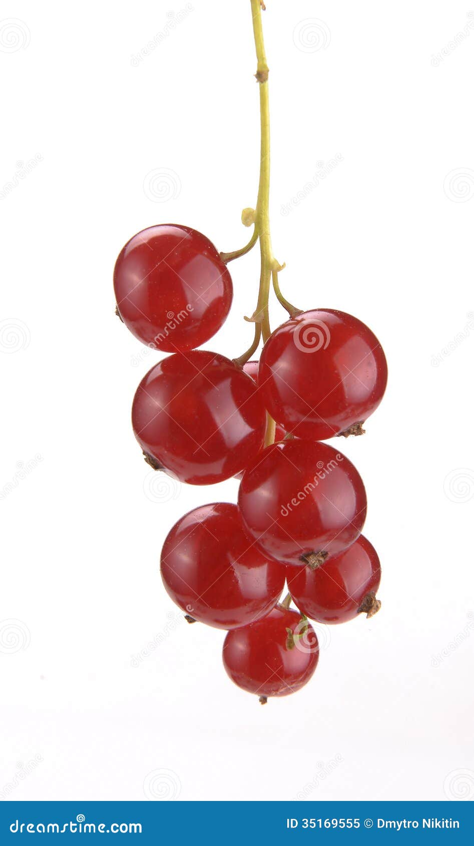 Groseille Rouge Sur Une Branche Image stock - Image du baie, studio ...