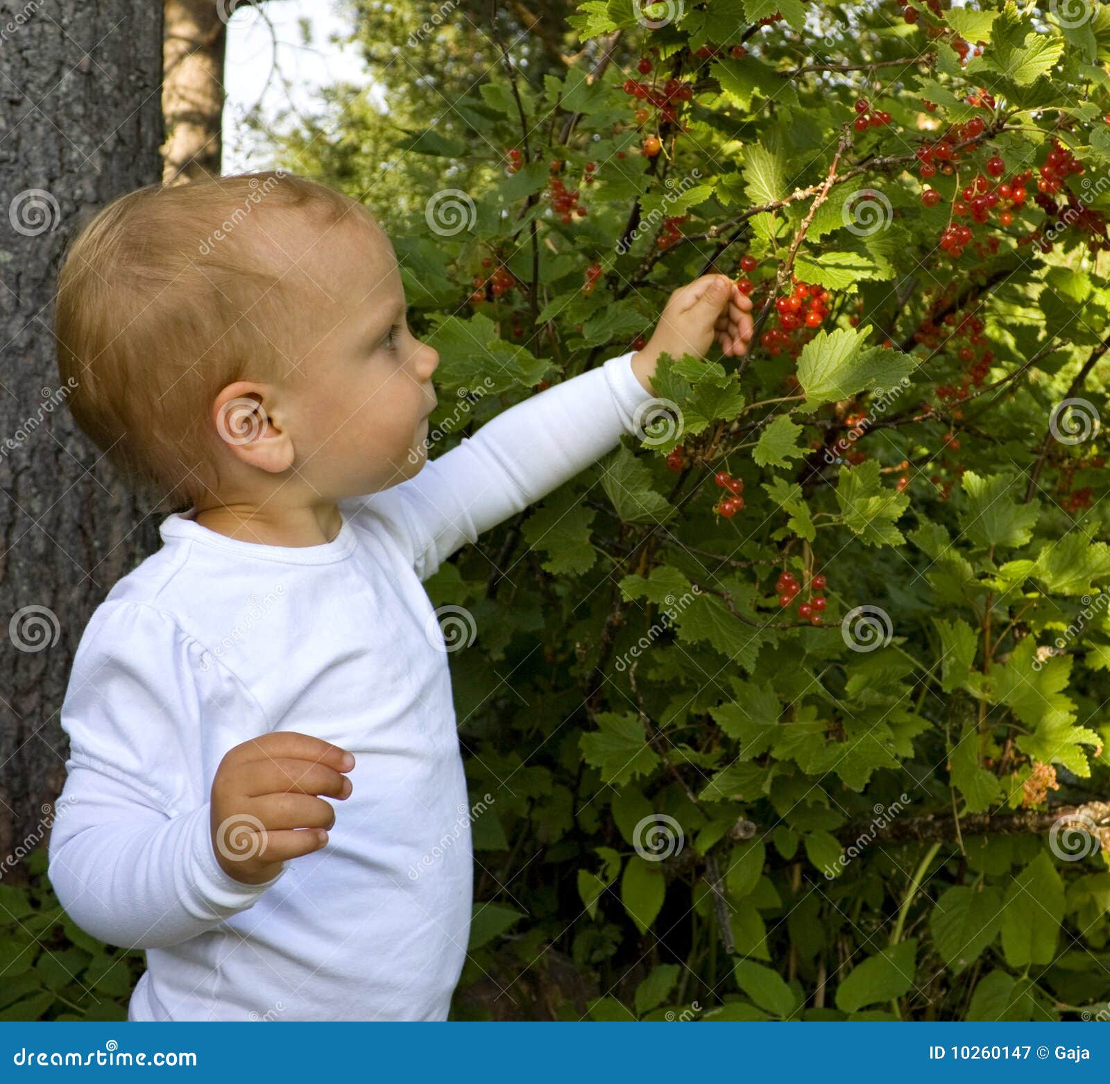 Groseilles Rouges De Cueillette D'enfant Image stock - Image of rouge ...
