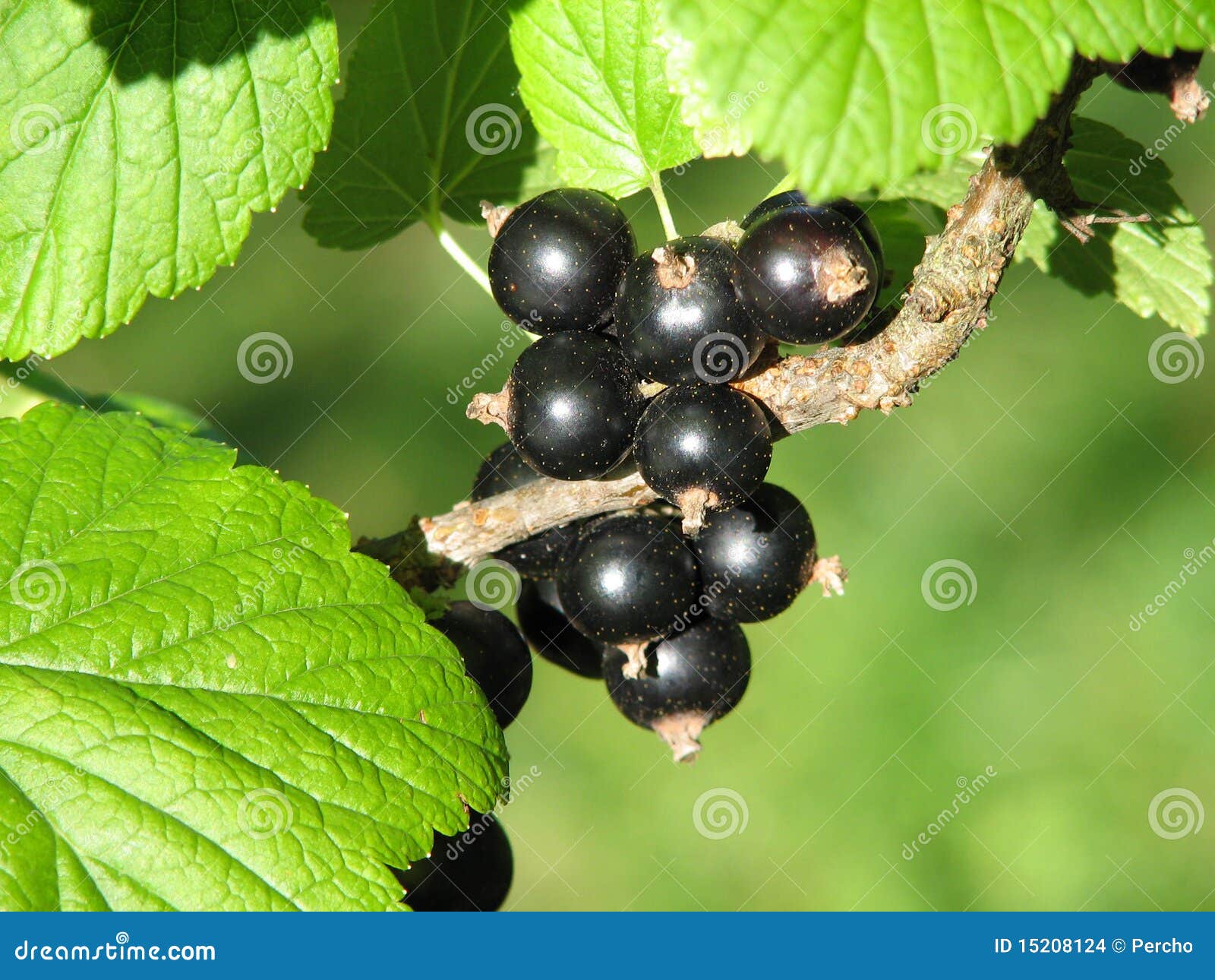 Groselha foto de stock. Imagem de bebida, macro, fruta - 15208124