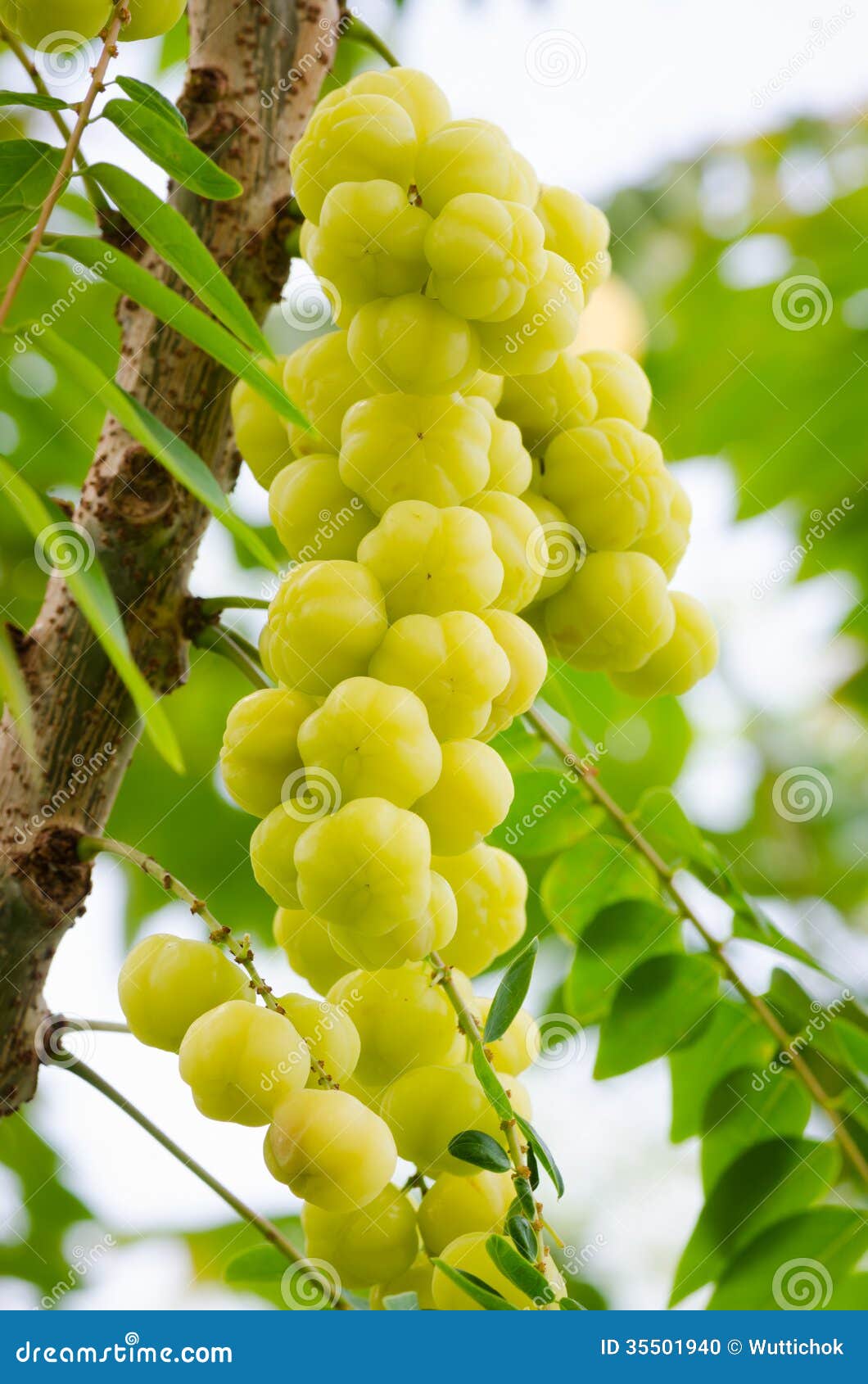 Groselha Da Estrela Na árvore Foto de Stock - Imagem de vara, fresco ...
