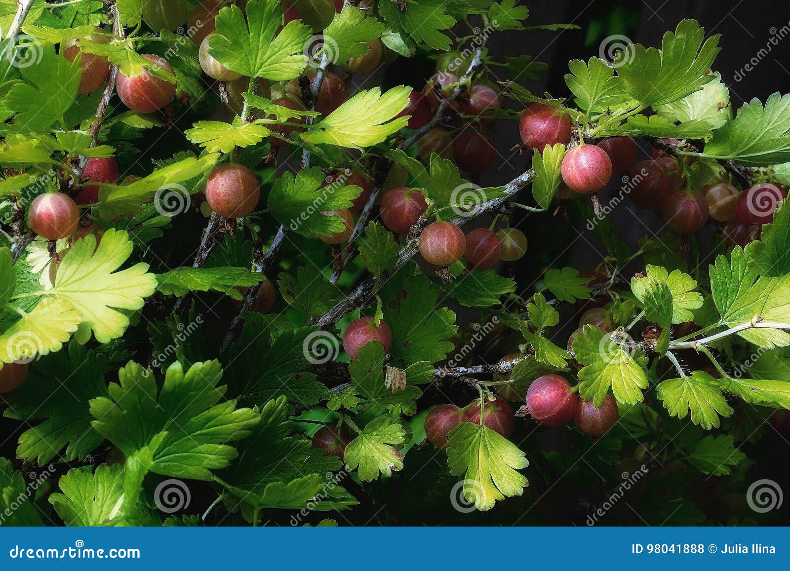 Groselha Do Arbusto Na Cor Verde Do Jardim Foto de Stock - Imagem de ...
