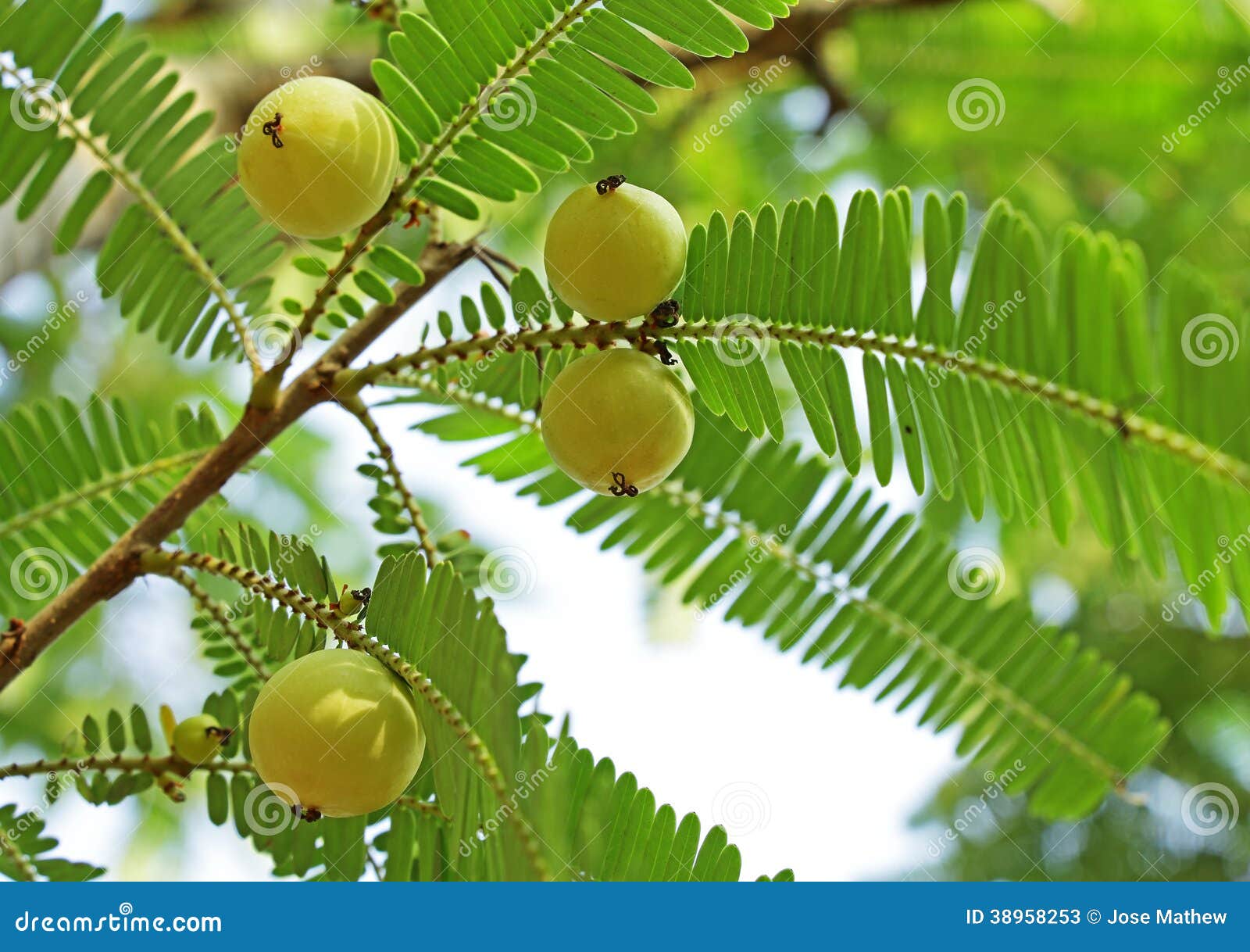 Groselha Indiana, Phyllanthus Emblica Imagem de Stock - Imagem de ...