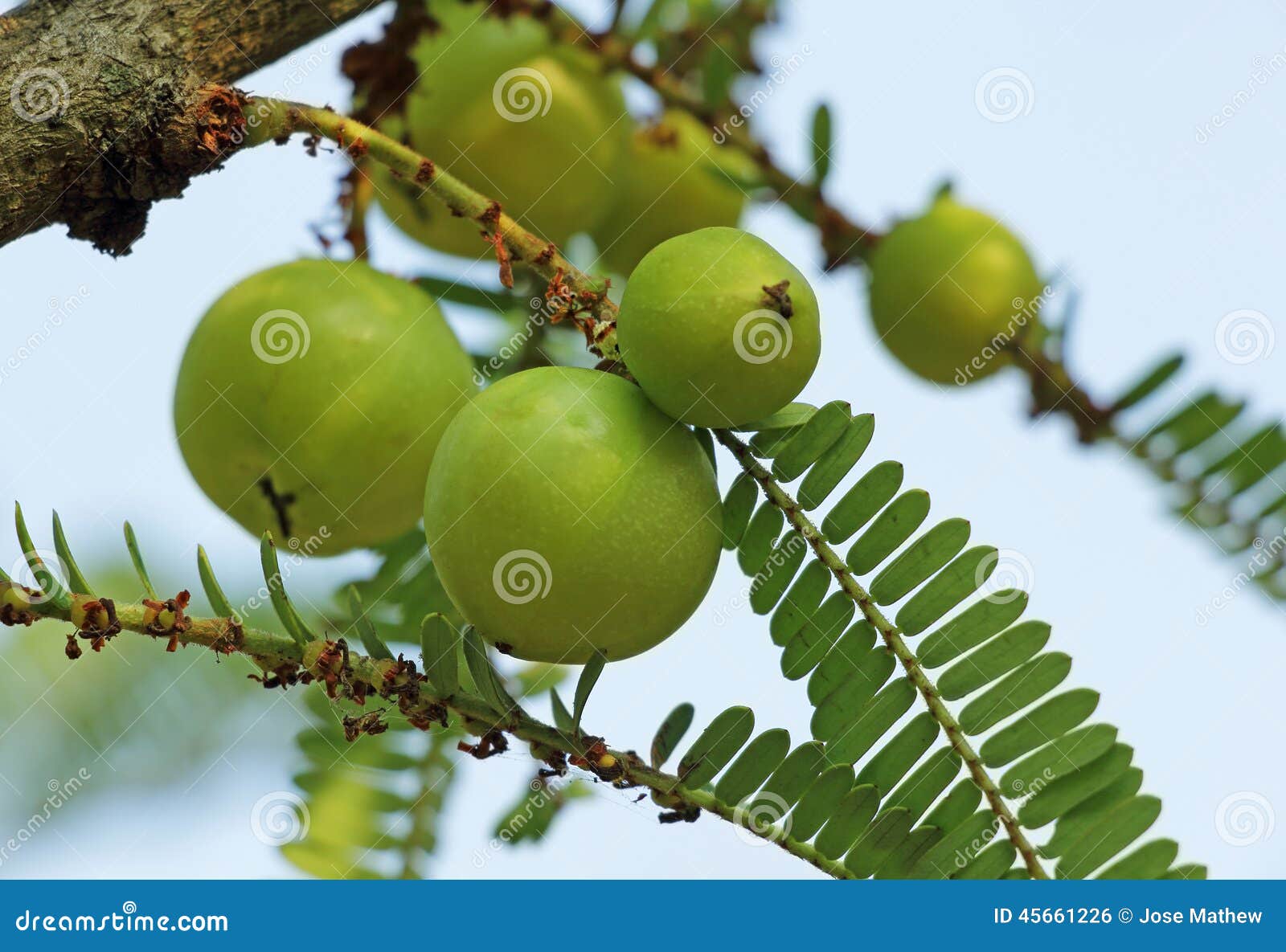 Groselha Indiana Phyllanthus Emblica Foto de Stock - Imagem de maduro ...