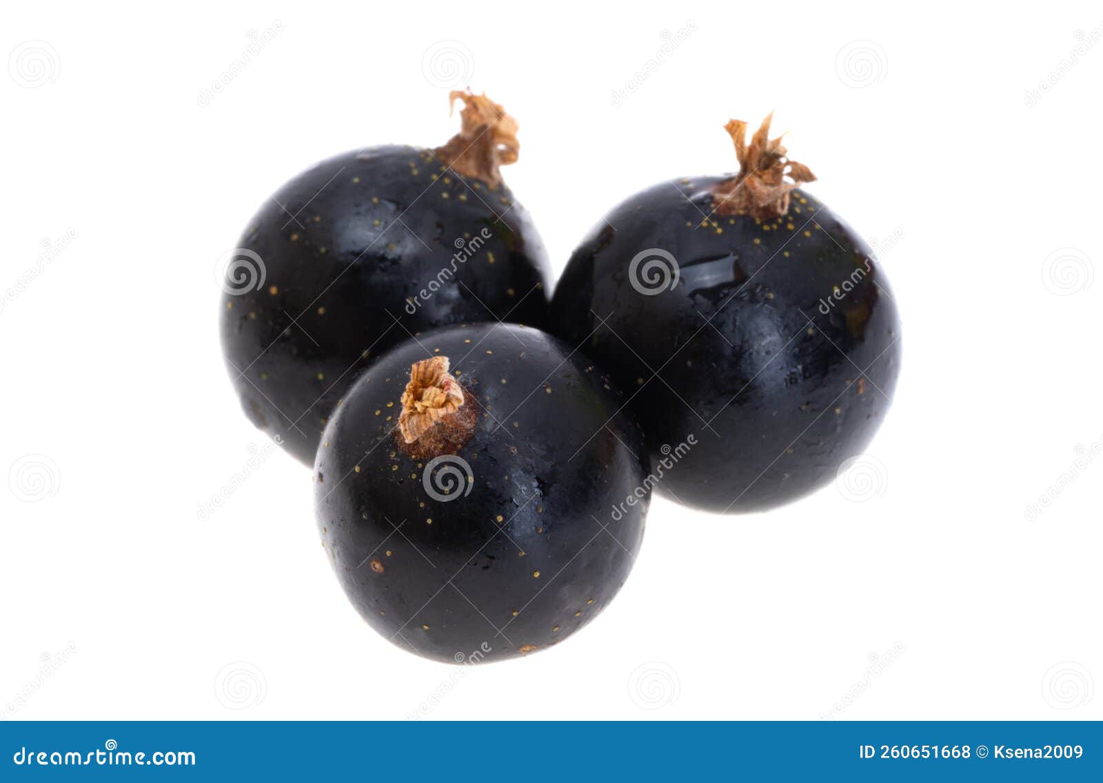 Groselha-negra isolada foto de stock. Imagem de dieta - 260651668