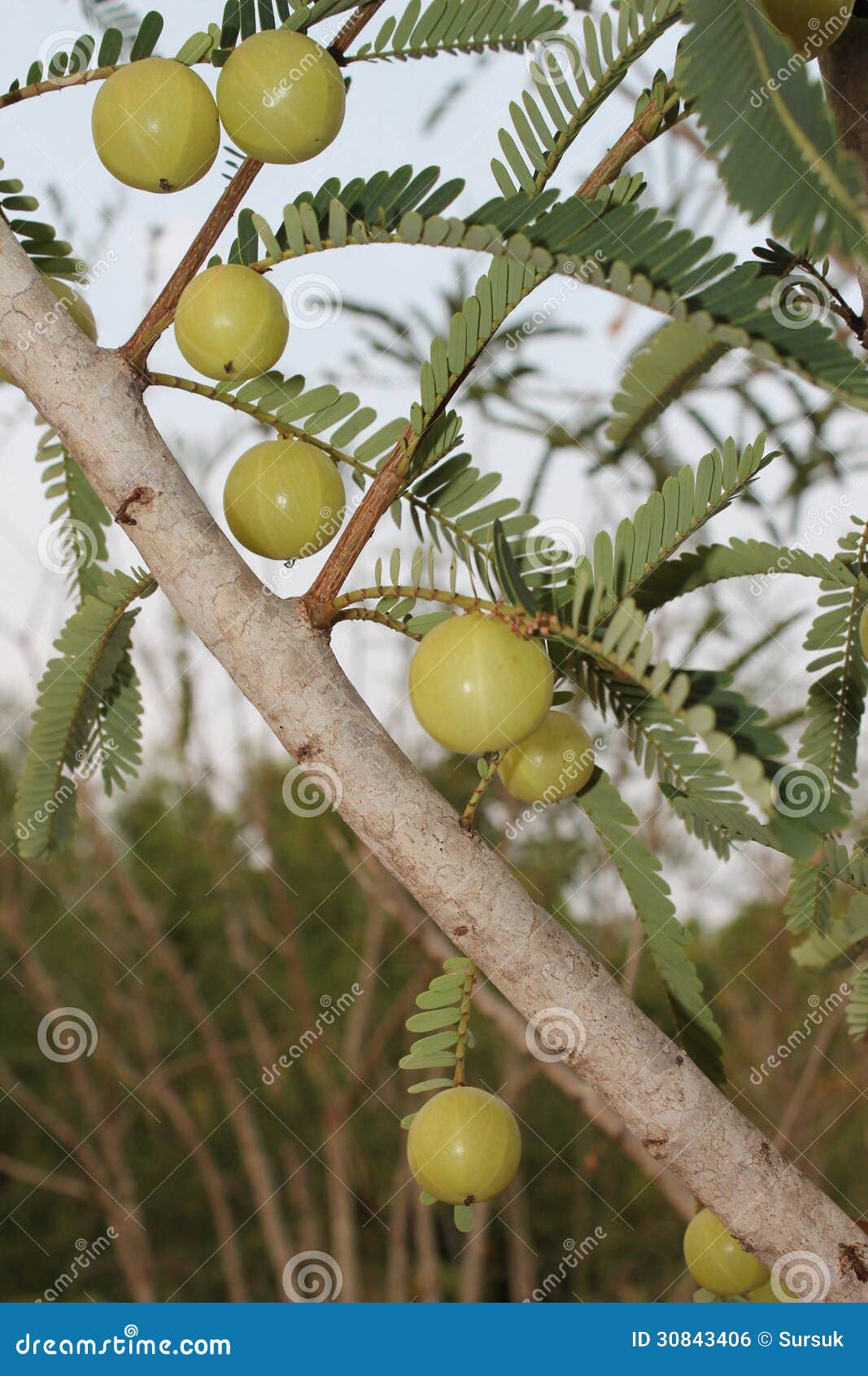 Grosella espinosa india foto de archivo. Imagen de verde - 30843406