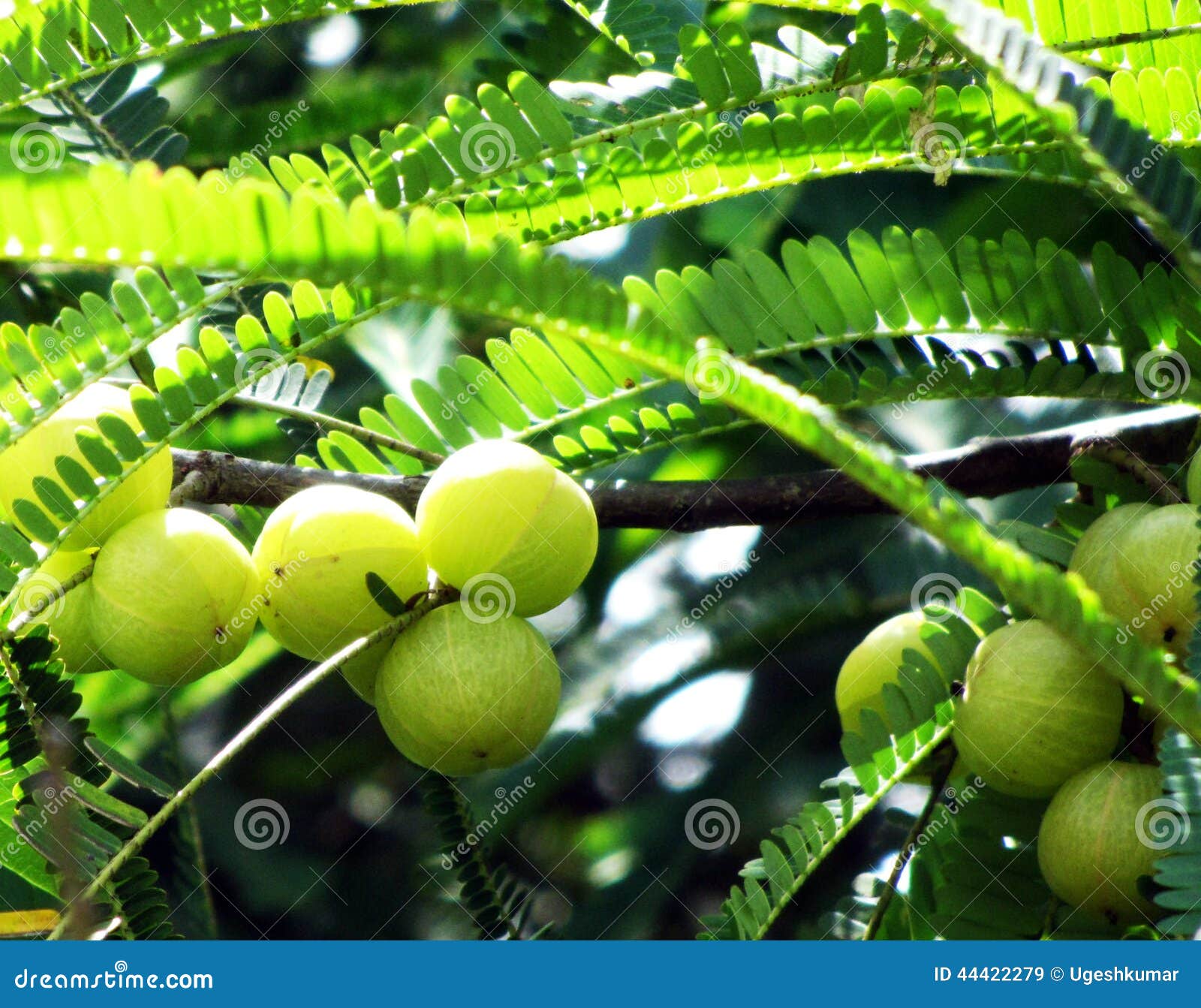 Grosella espinosa india imagen de archivo. Imagen de verde - 44422279