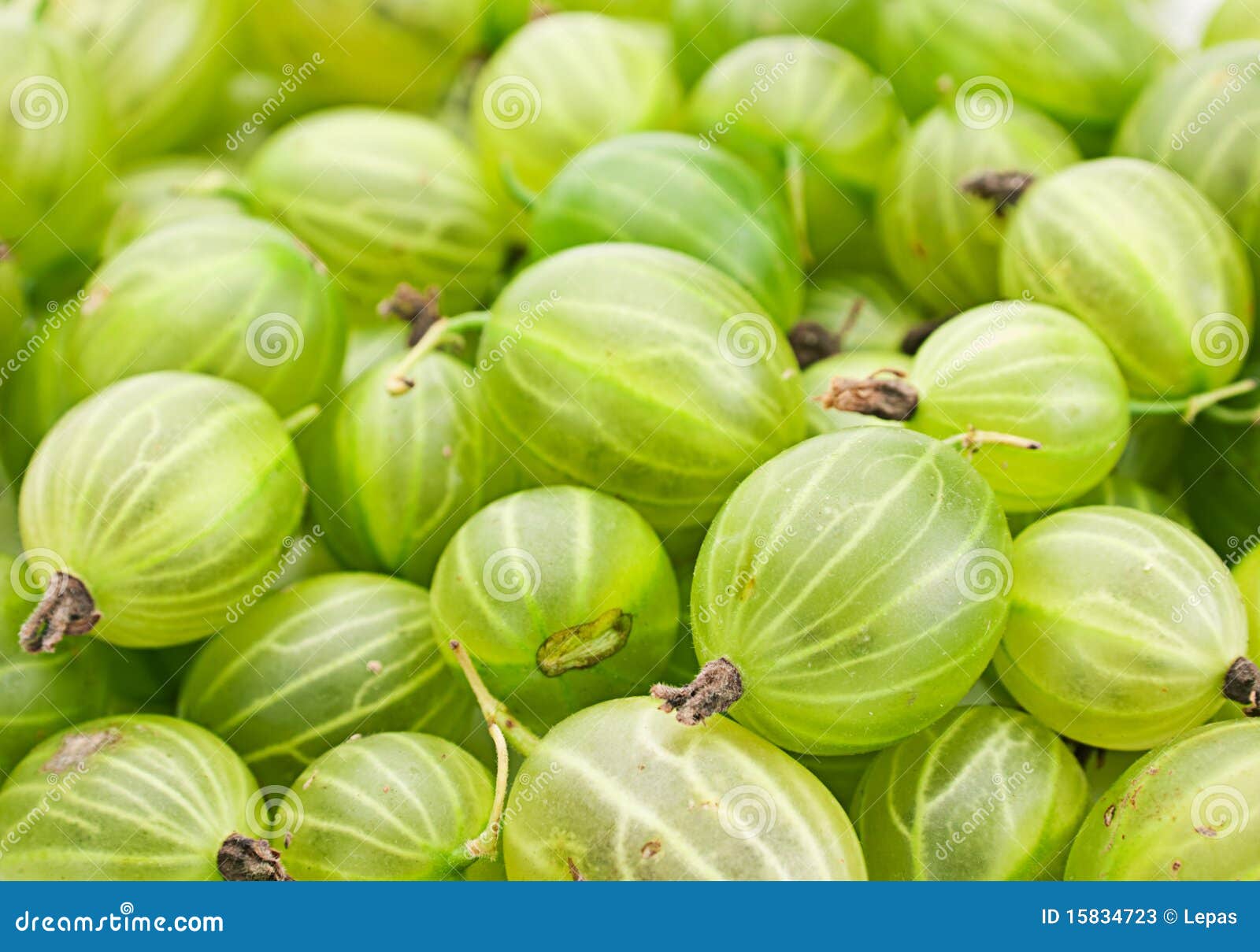 Grosella espinosa verde imagen de archivo. Imagen de sombra - 15834723