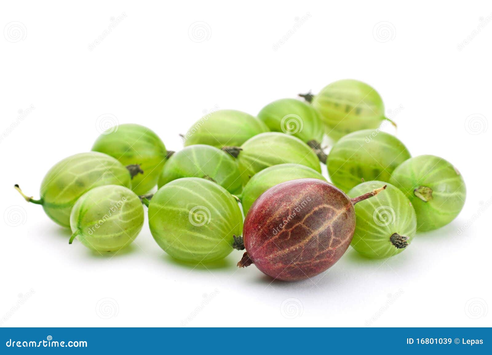 Grosella espinosa verde imagen de archivo. Imagen de primer - 16801039