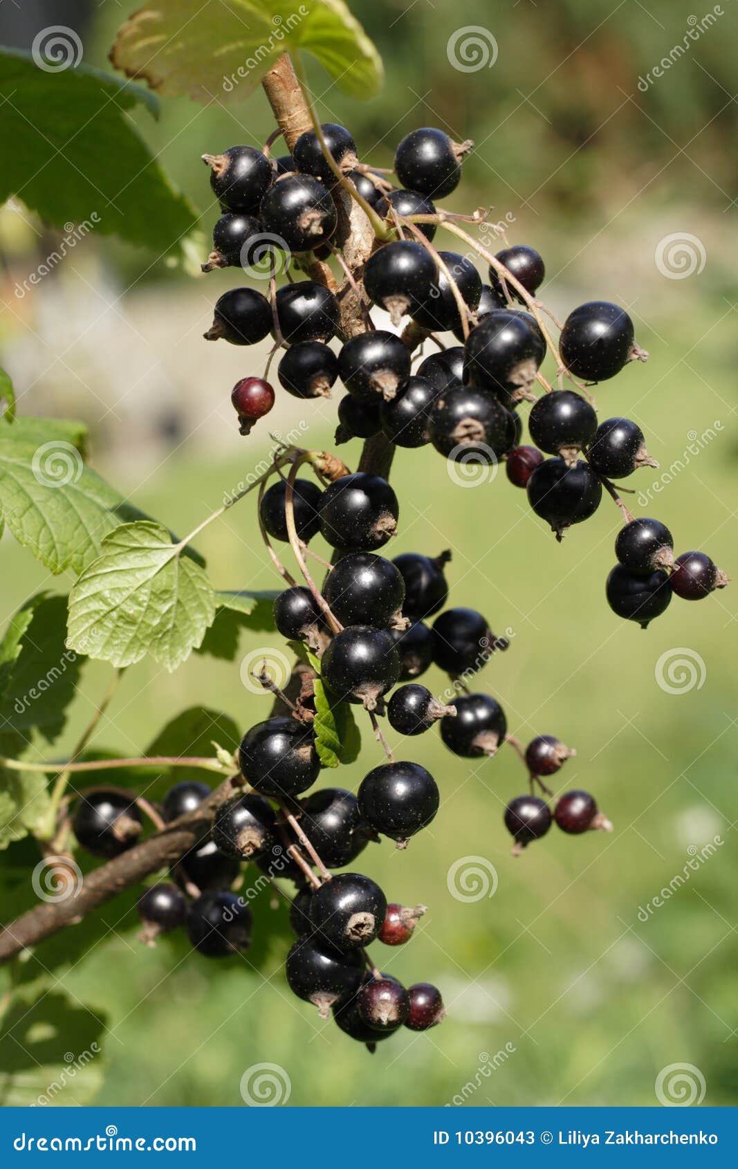 Grosella negra imagen de archivo. Imagen de frescura - 10396043