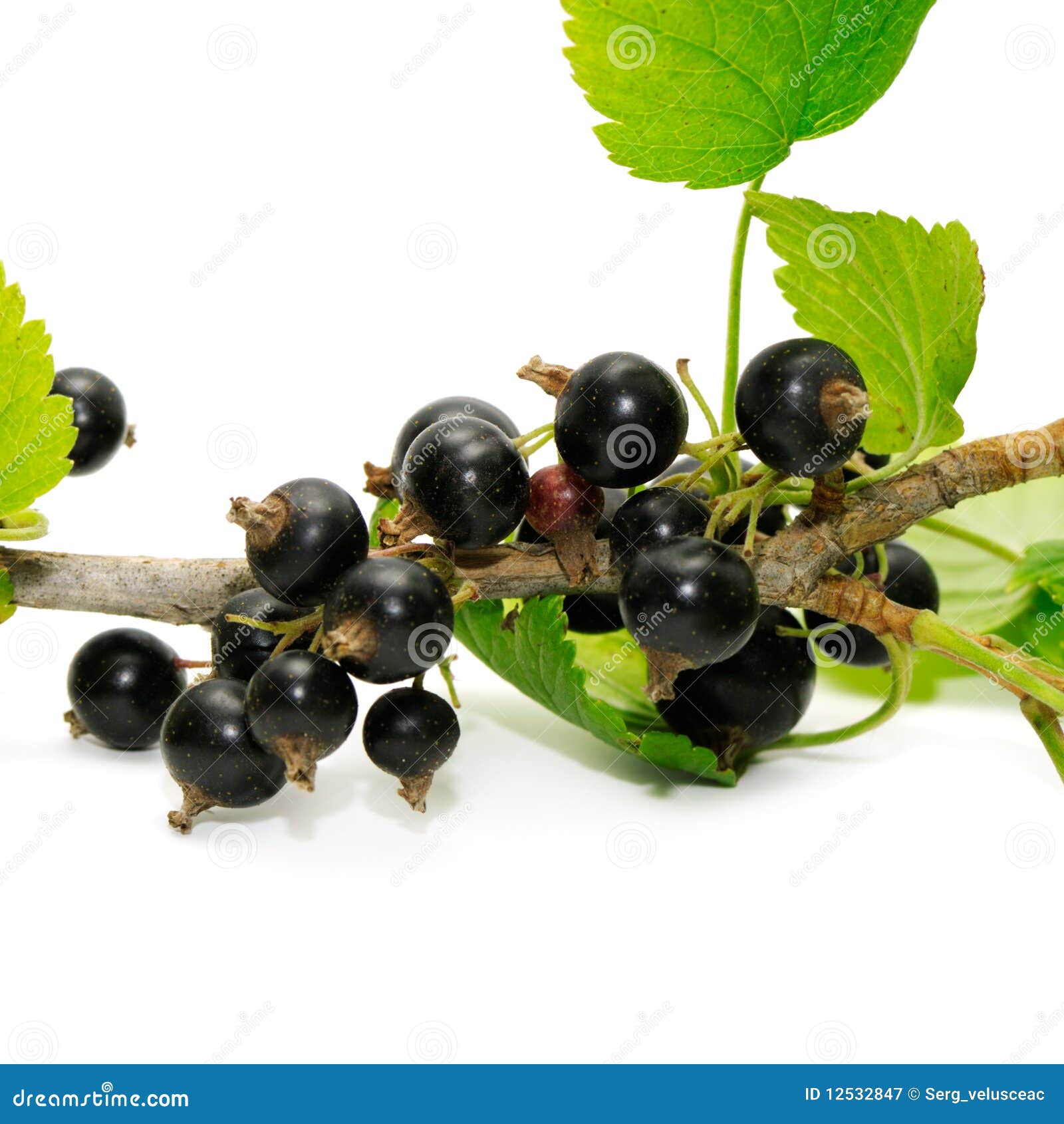 Grosella negra imagen de archivo. Imagen de jugoso, planta - 12532847