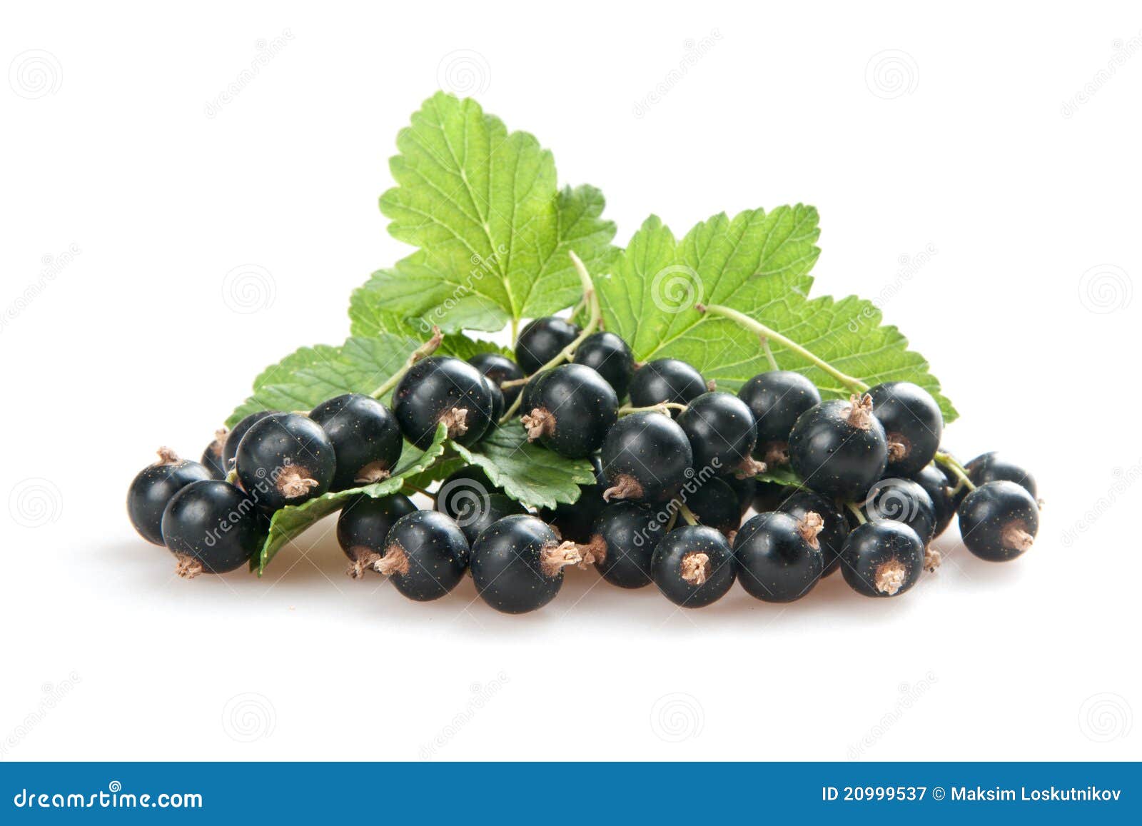 Grosella negra imagen de archivo. Imagen de color, negro - 20999537