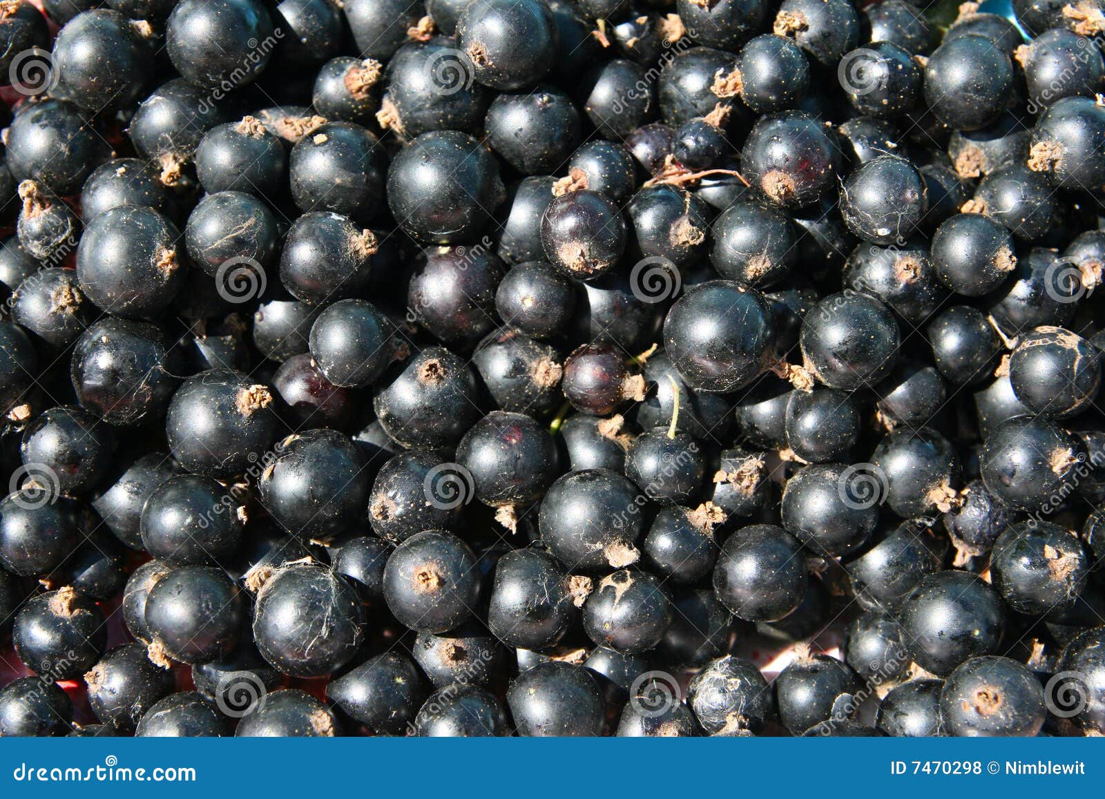 Grosella negra foto de archivo. Imagen de lifestyle, fondos - 7470298