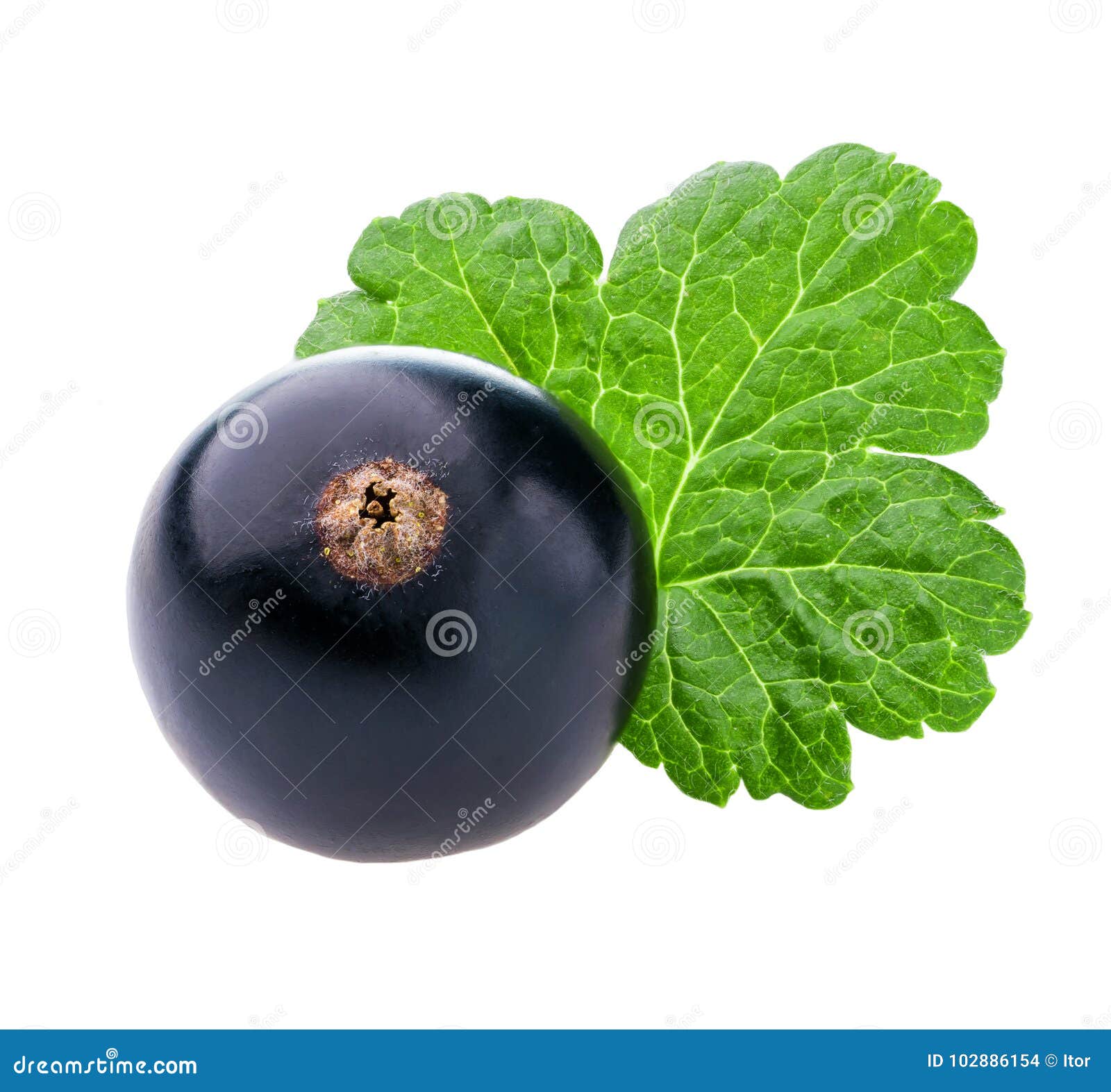 Grosella Negra Con La Hoja Verde Aislada En Blanco Foto de archivo ...