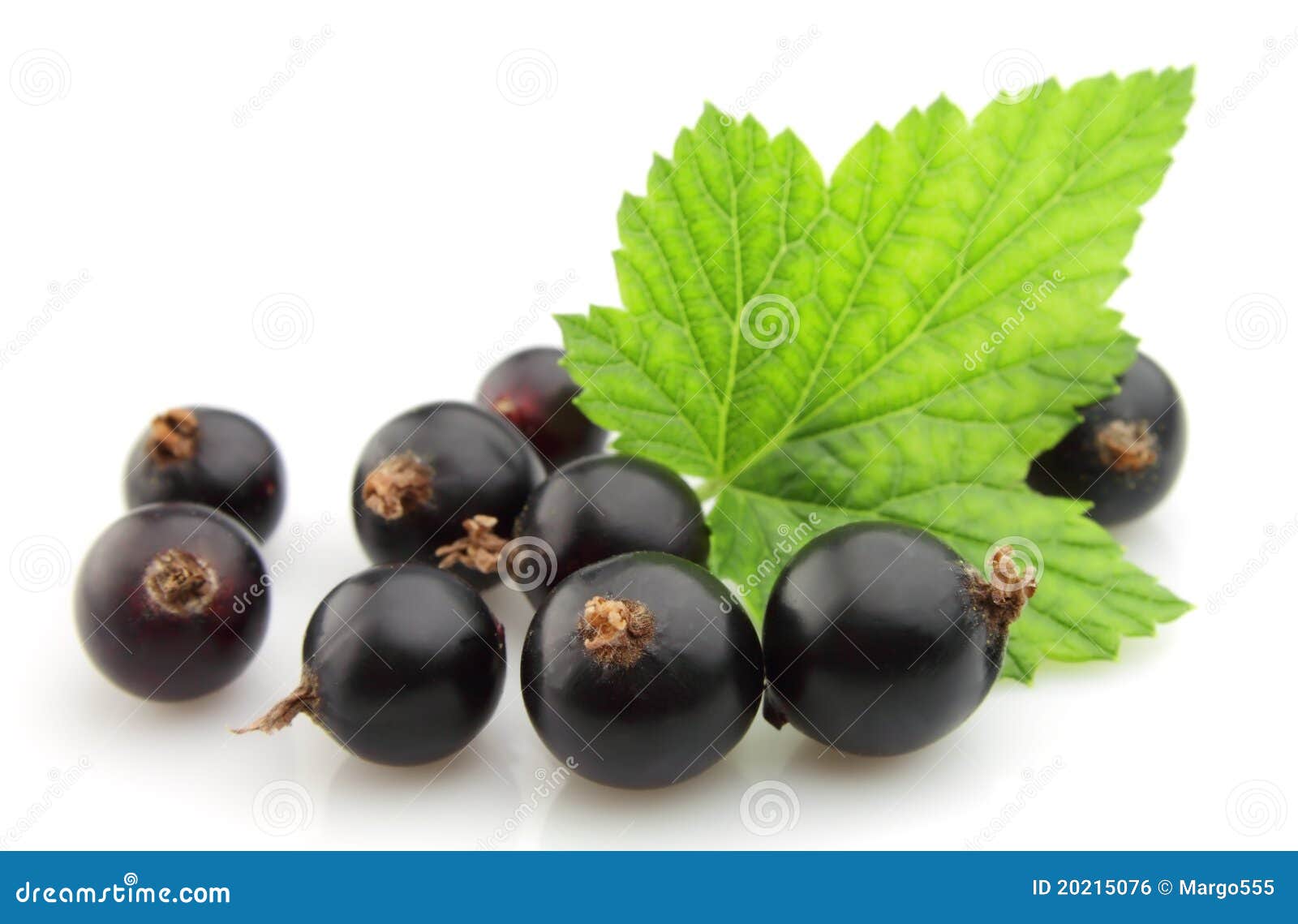 Grosella Negra Con Las Hojas Foto de archivo - Imagen de maduro ...