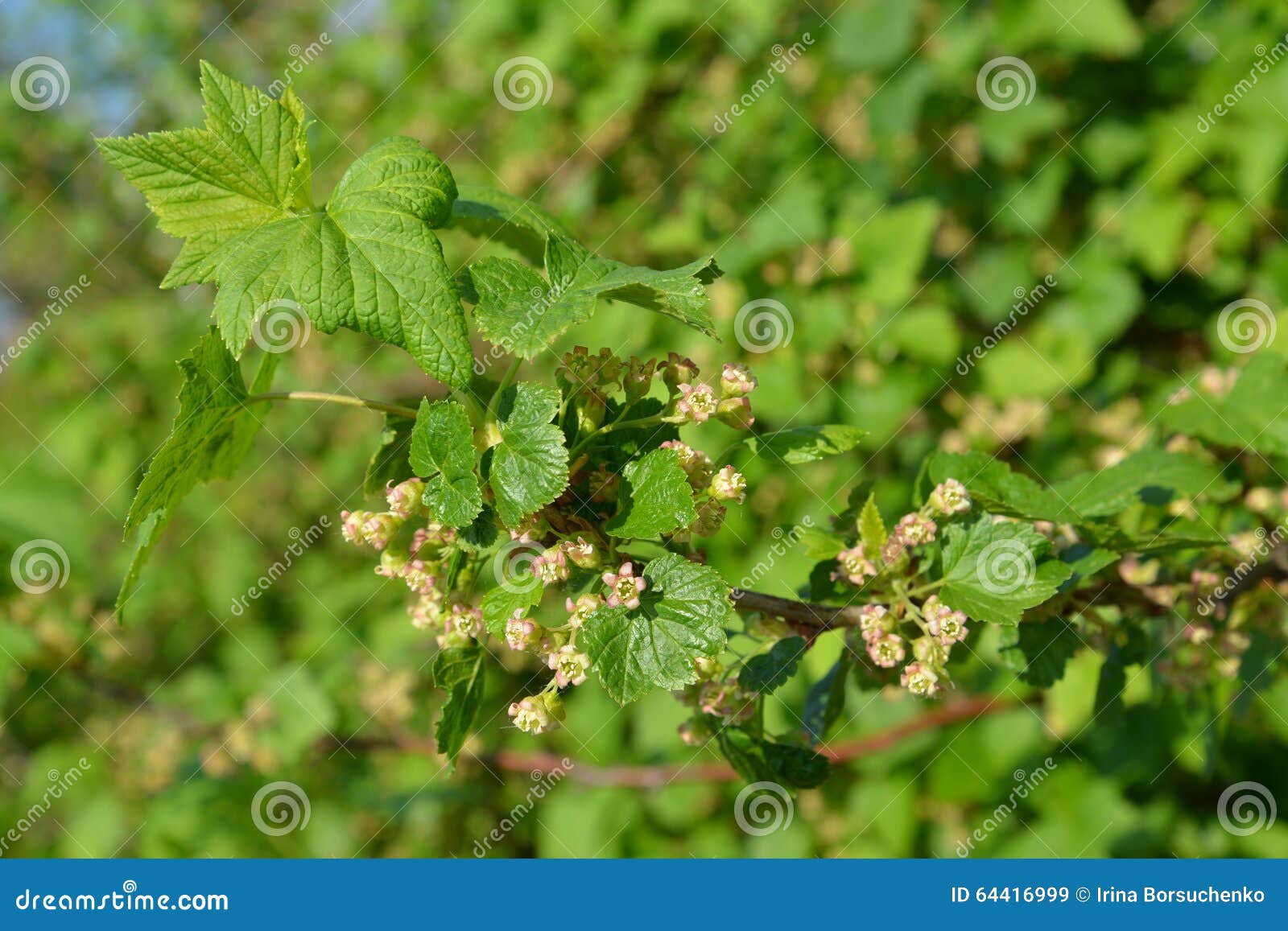 Grosella Negra Floreciente (nigrum Del Ribes) Imagen de archivo ...