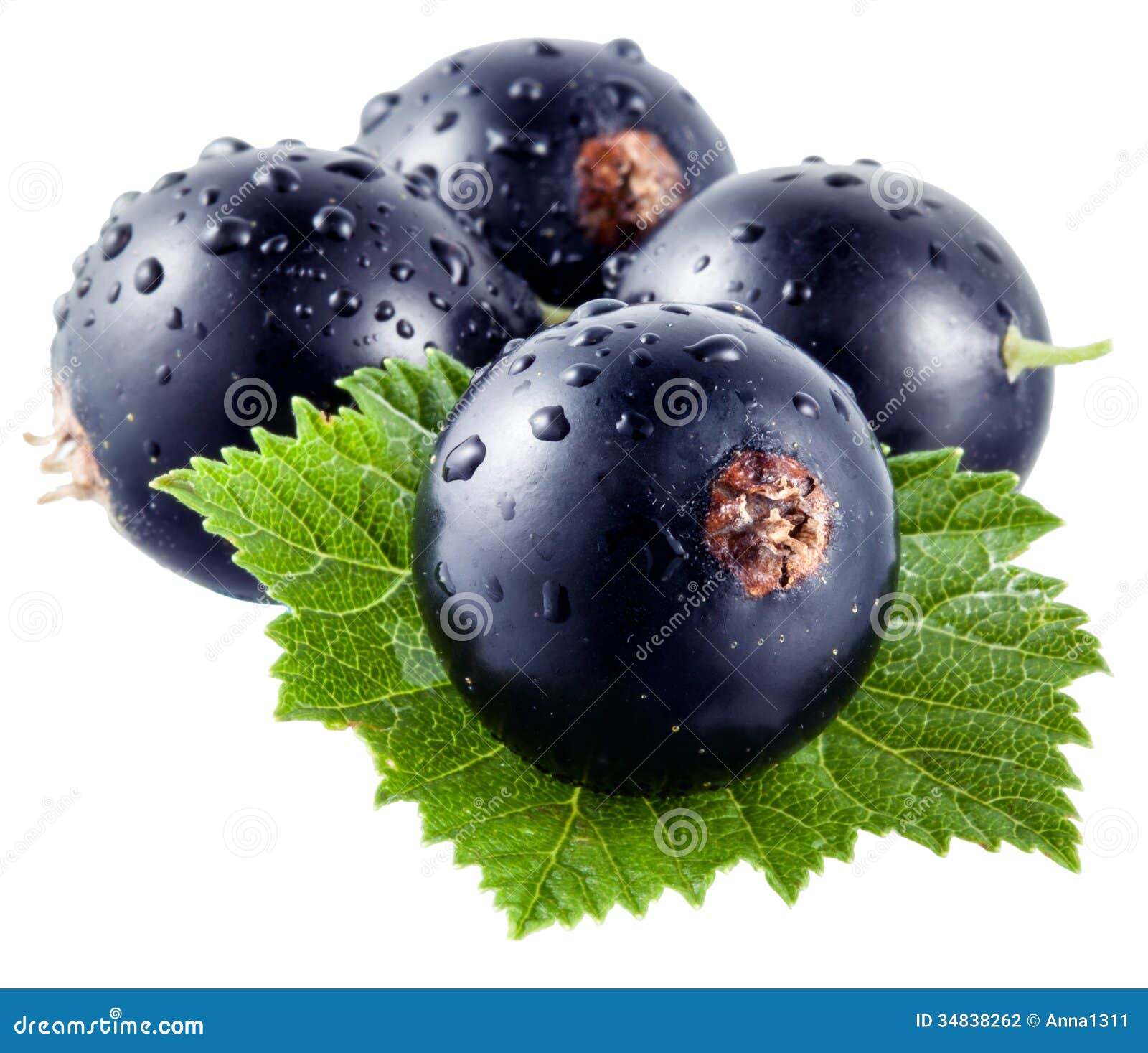 Grosella Negra. Frutas Mojadas Foto de archivo - Imagen de germen, hoja ...
