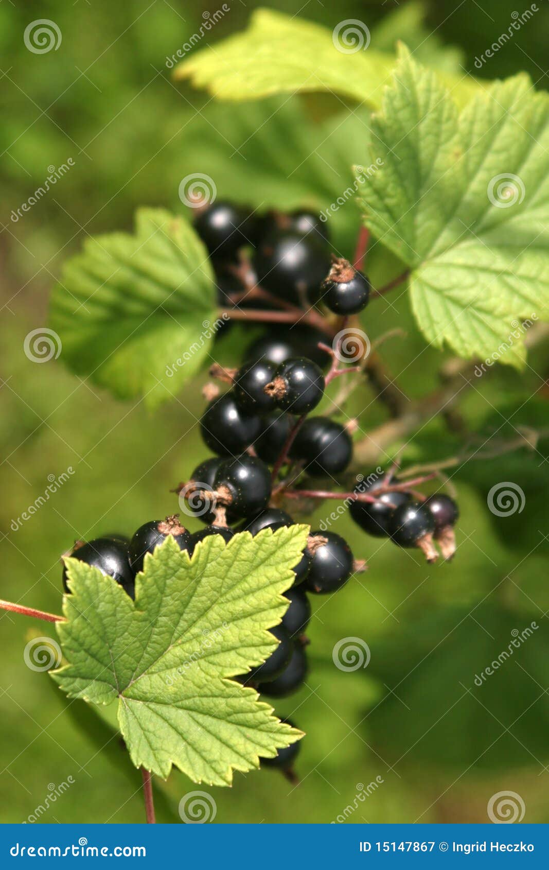 Grosellas negras imagen de archivo. Imagen de vegetariano - 15147867
