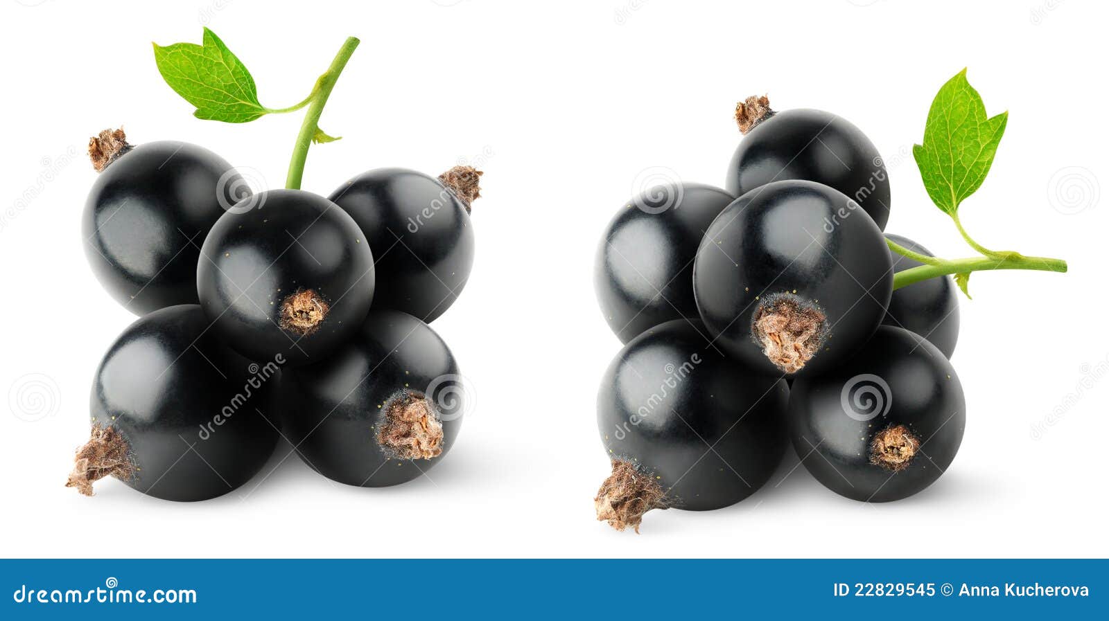 Grosellas negras imagen de archivo. Imagen de grosera - 22829545