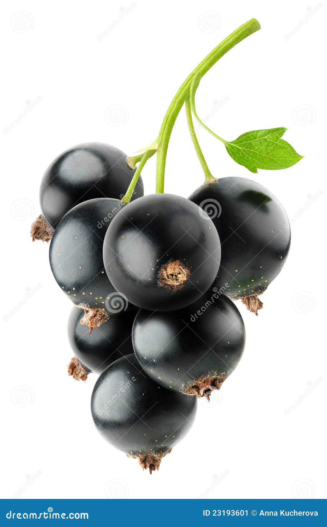 Grosellas negras imagen de archivo. Imagen de manojo - 23193601