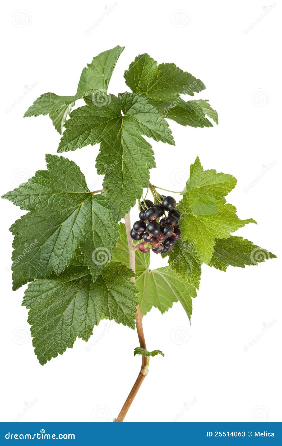 Grosellas negras imagen de archivo. Imagen de grosera - 25514063