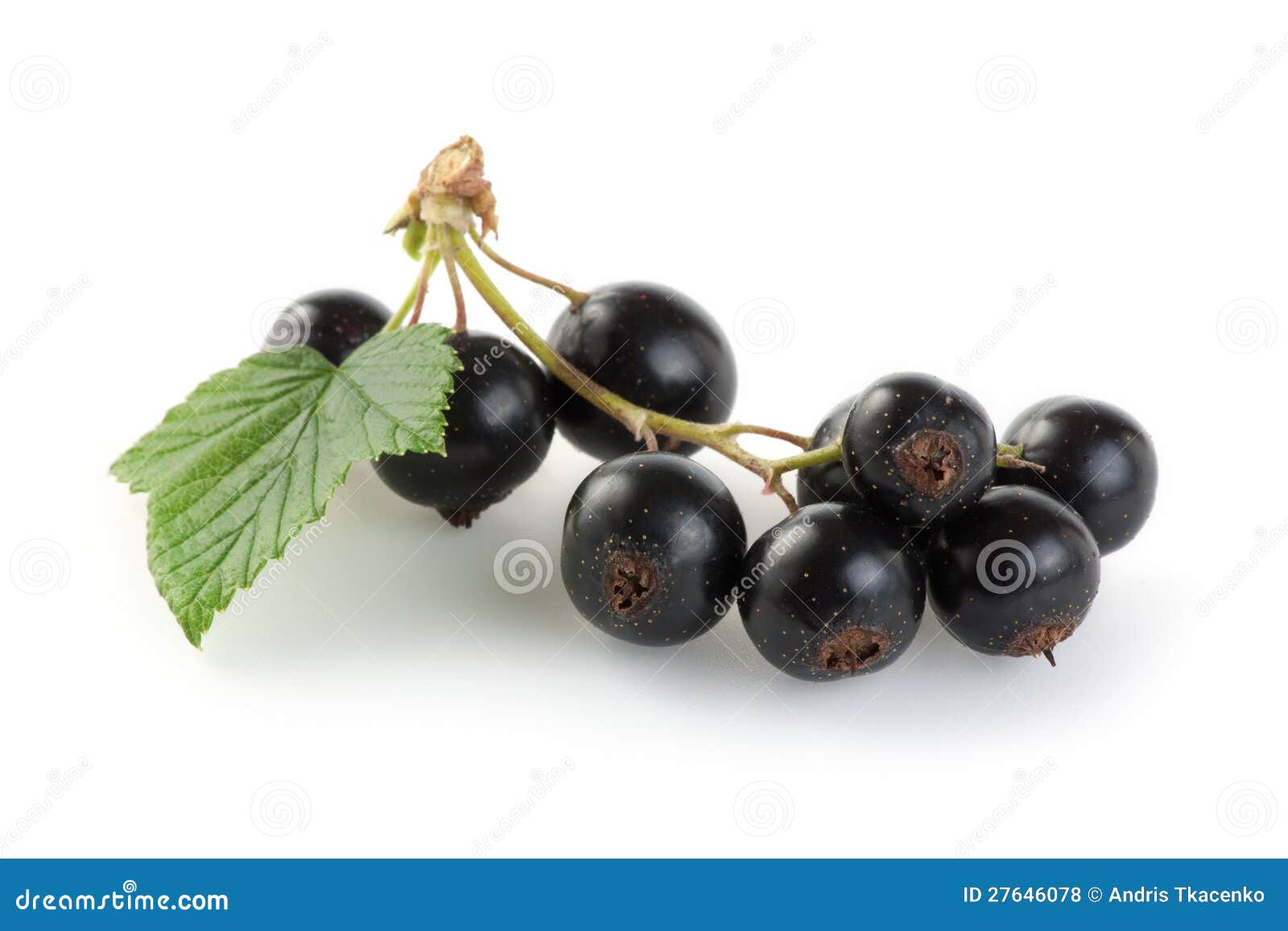 Grosellas negras foto de archivo. Imagen de objetos, hoja - 27646078